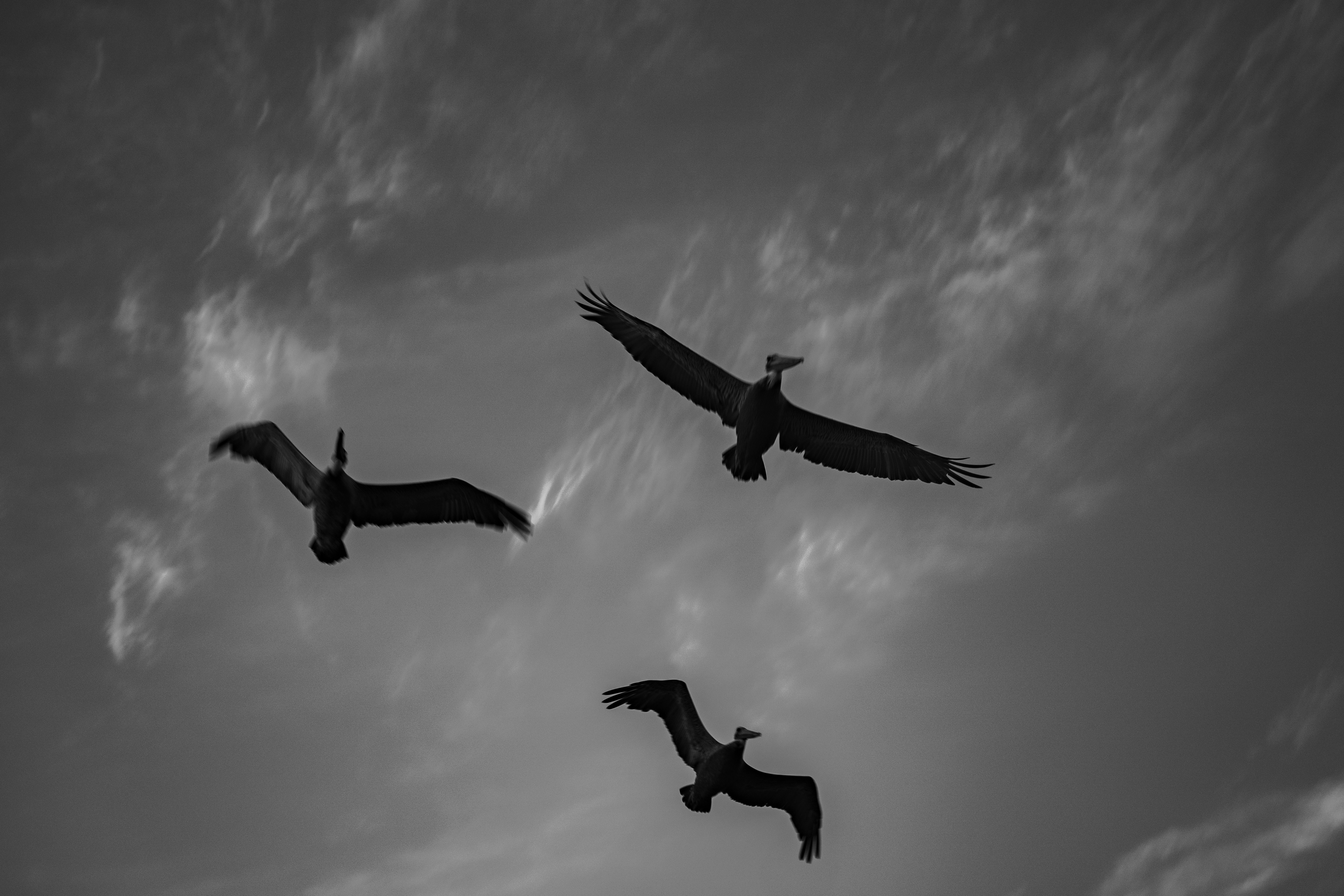 Three birds flying in the sky