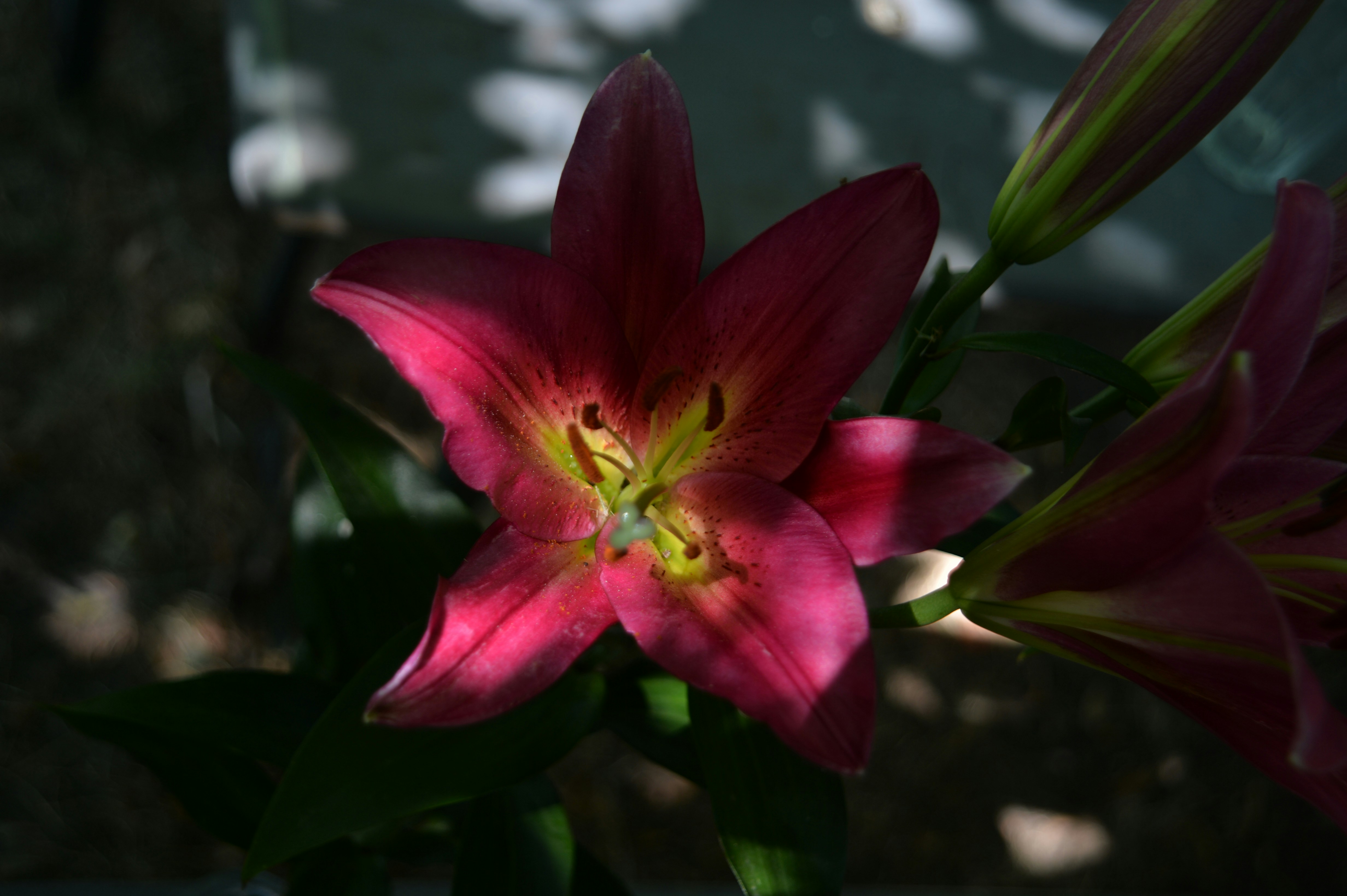 Vibrant pink lily blooms under dappled sunlight, showcasing intricate petals and lush green leaves. The play of light and shadow adds depth to the floral composition.
