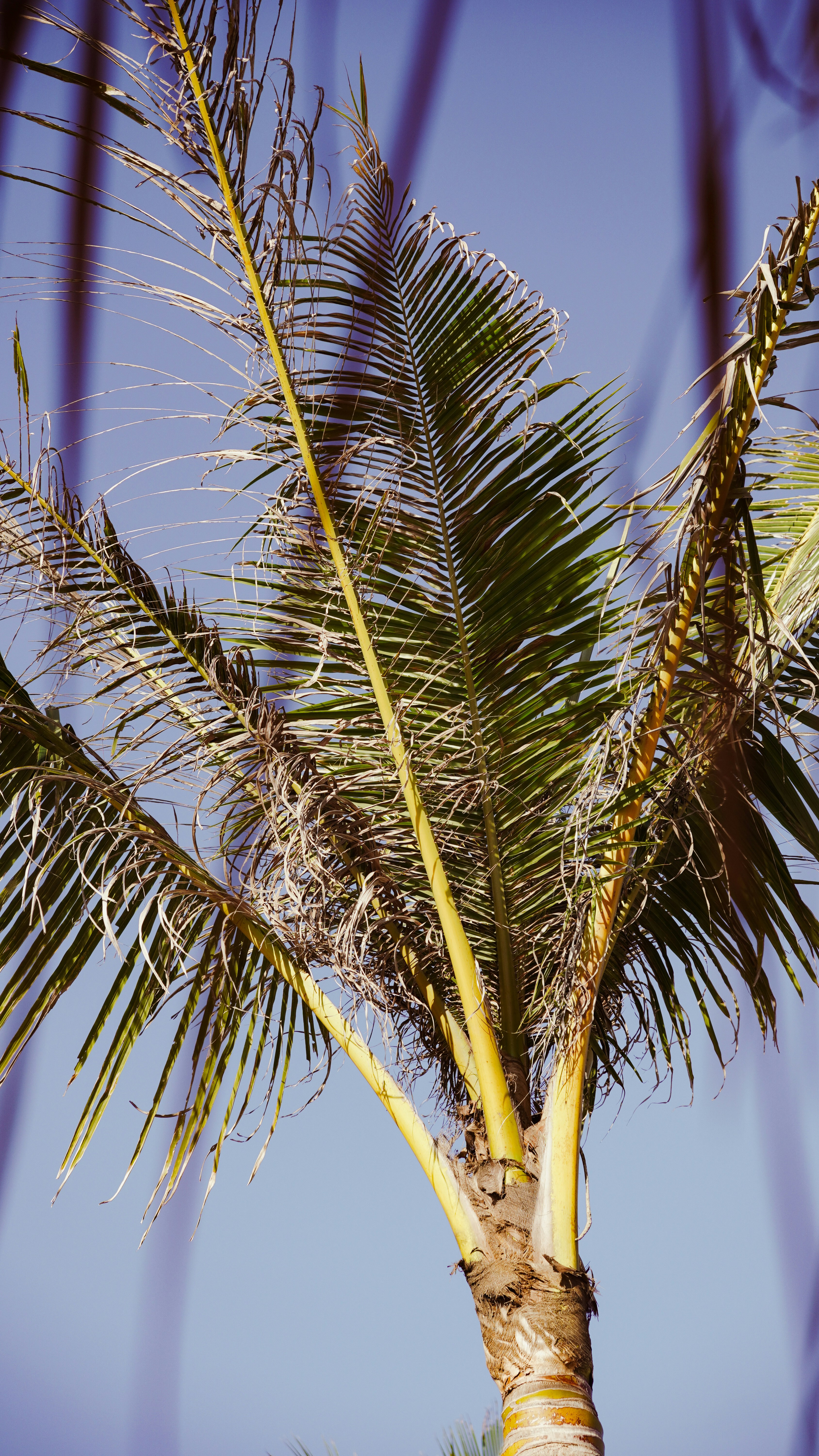 Tropical Serenity: The Whispering Palm