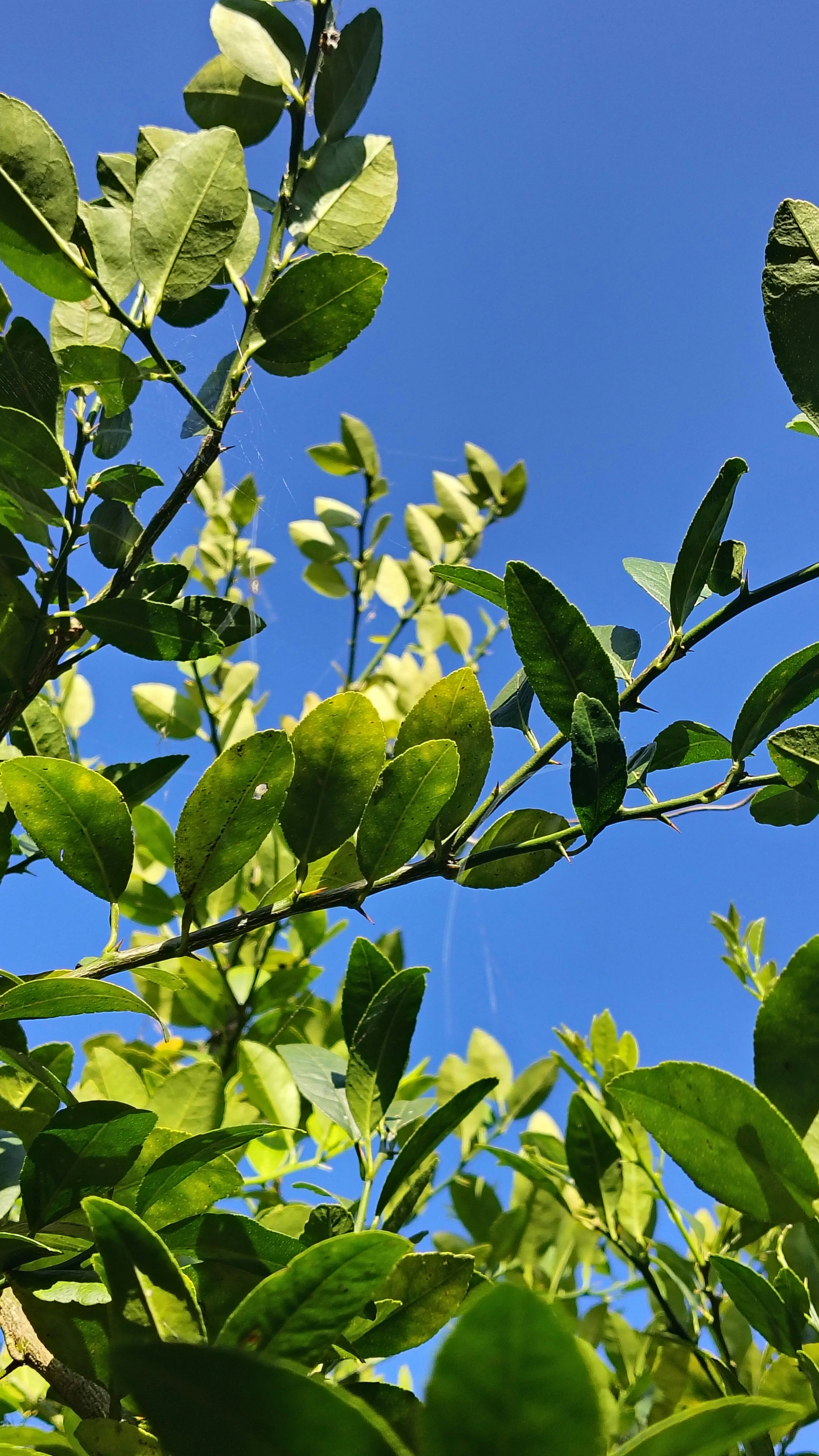 Green leaves on branches against a clear blue sky.