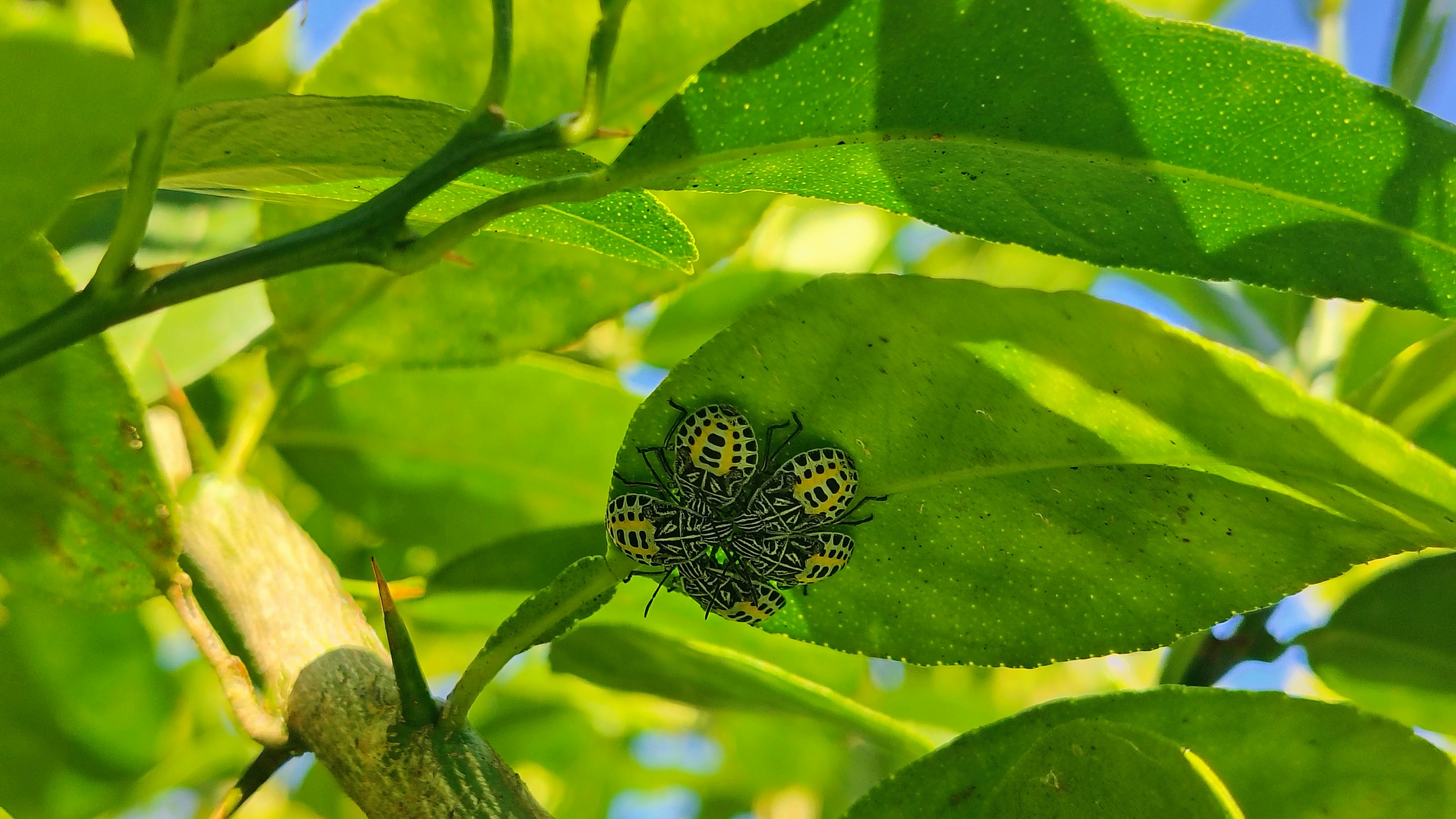 Cluster of small insects on a green leaf