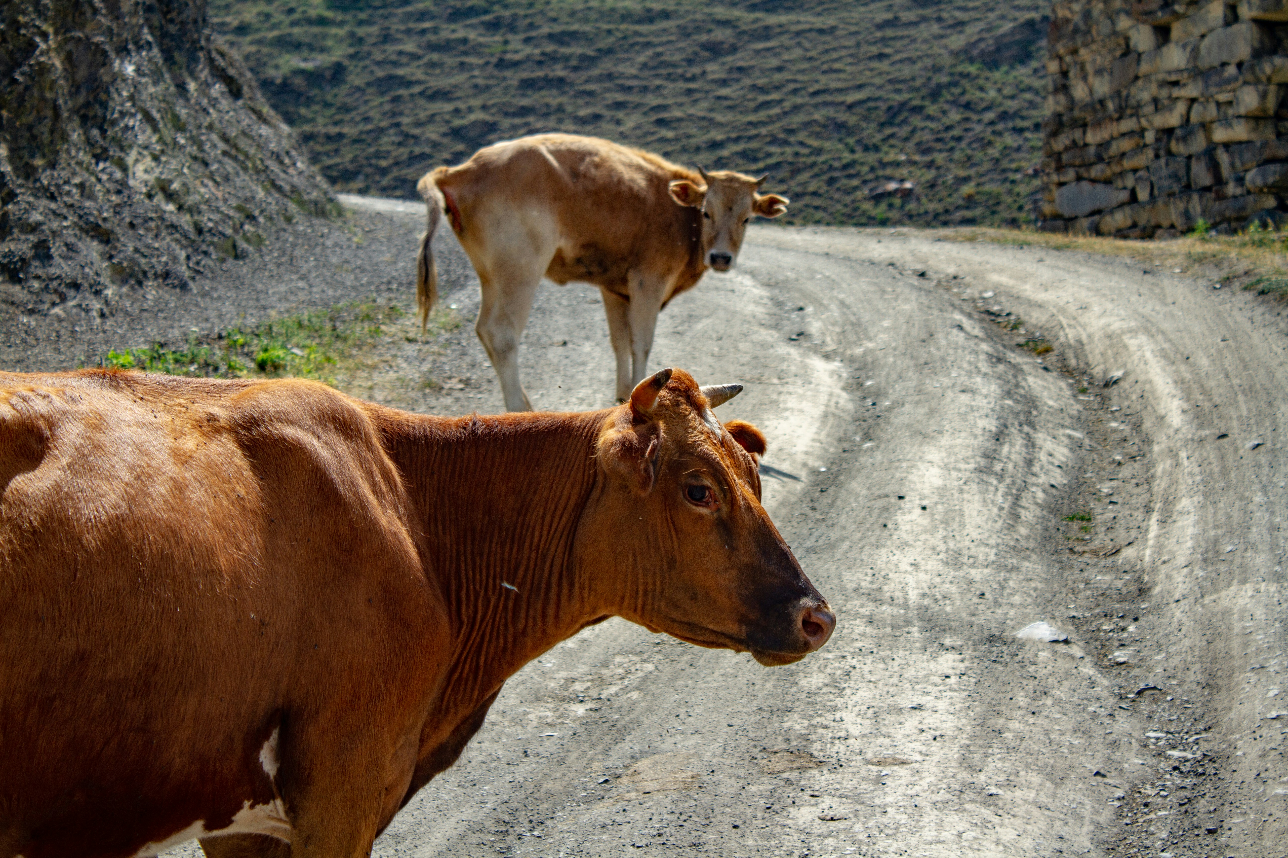 Two cows on a dirt road in the mountains