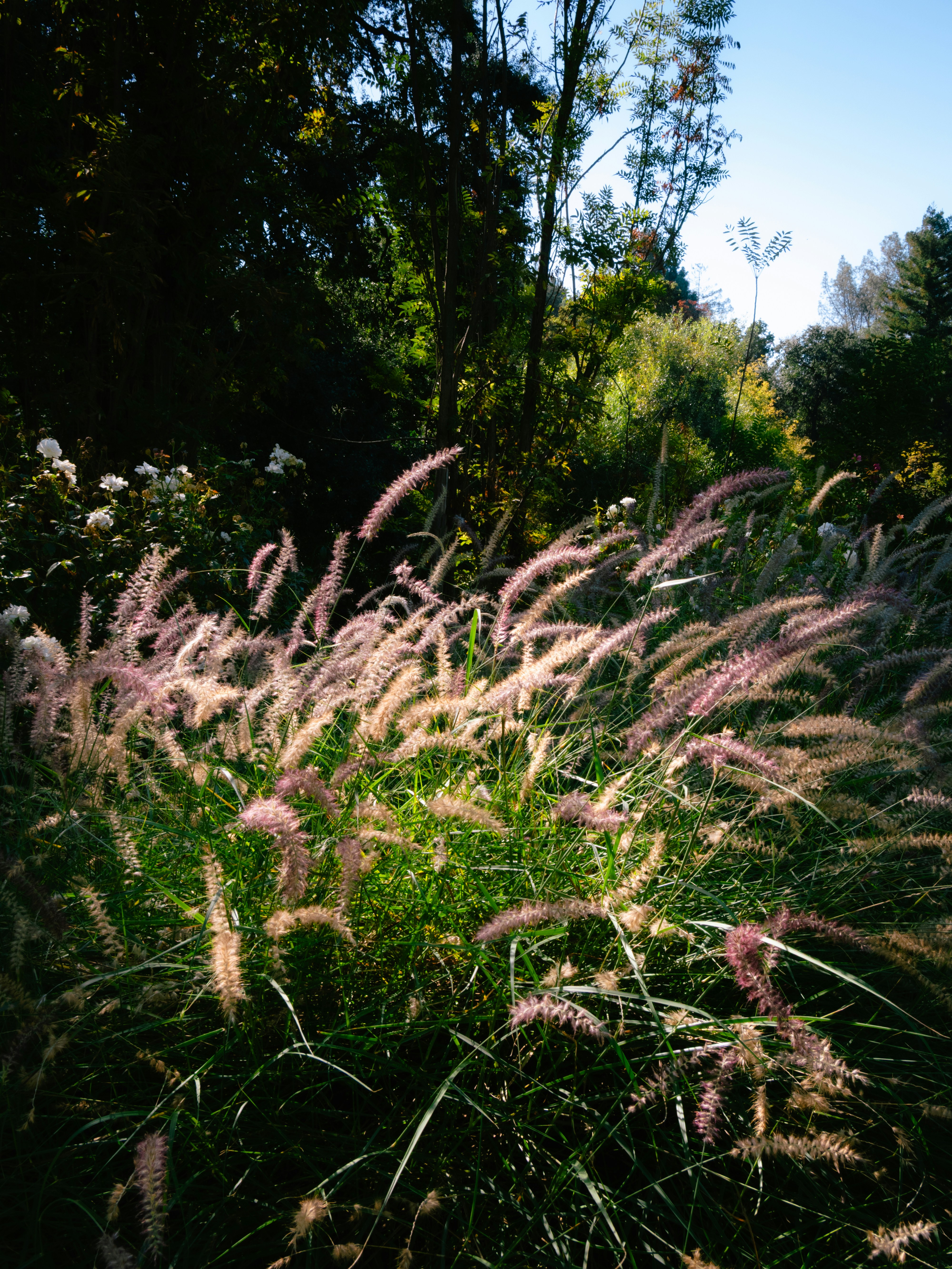 Whispers of Nature: A Dance of Grass and Light