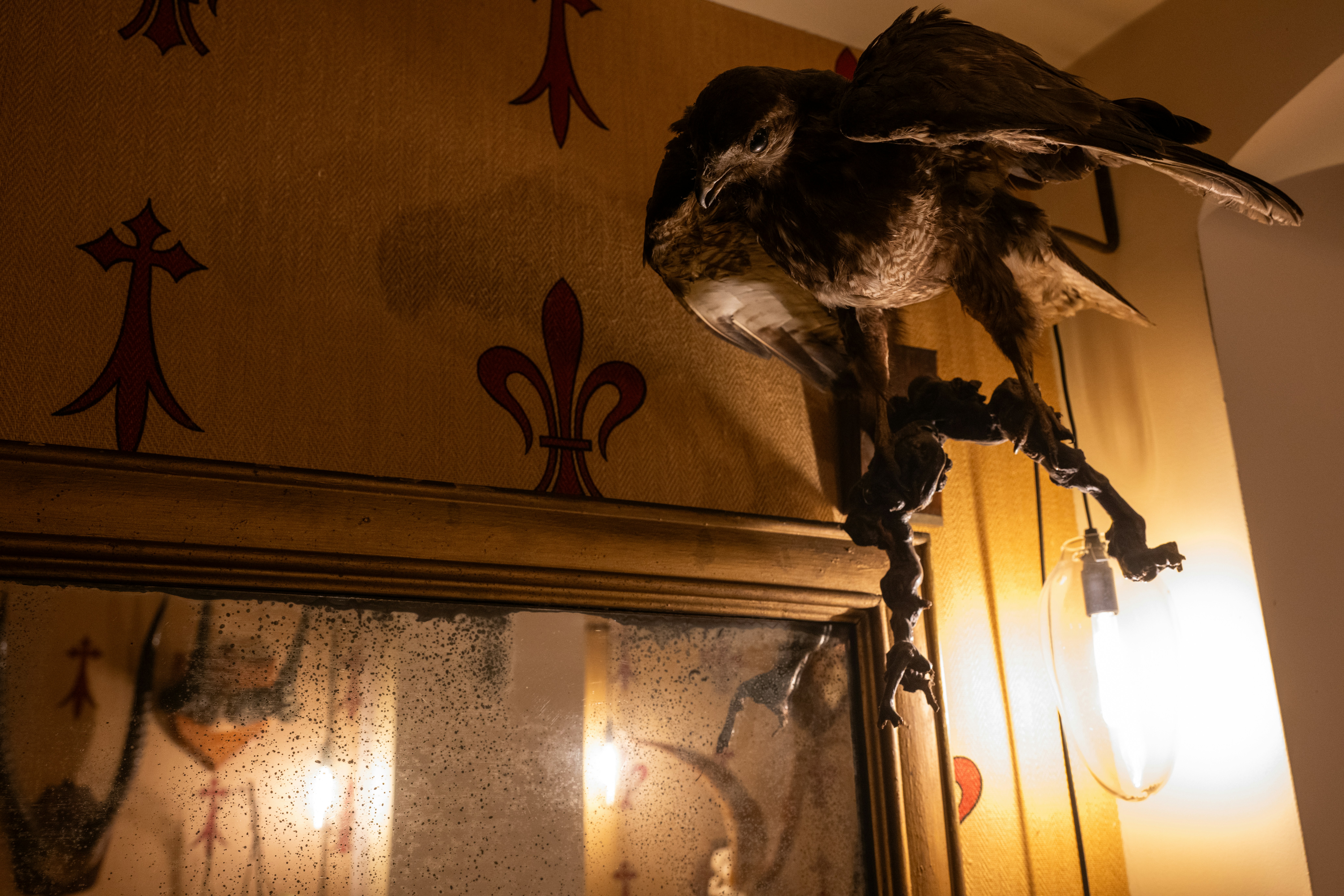 Taxidermied bird hangs from ornate lamp.