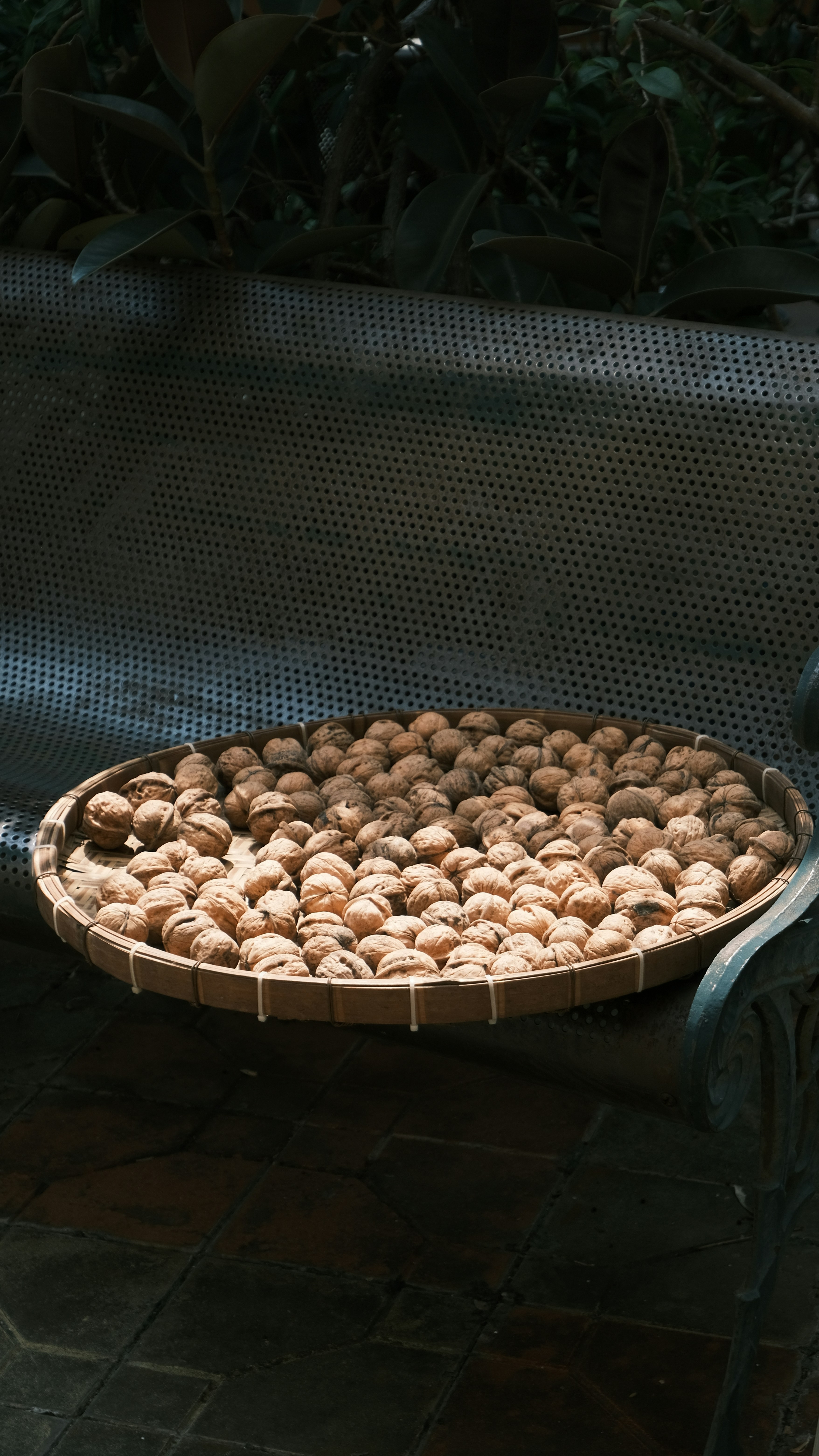 Harvested Treasures: Nature's Bounty on Display