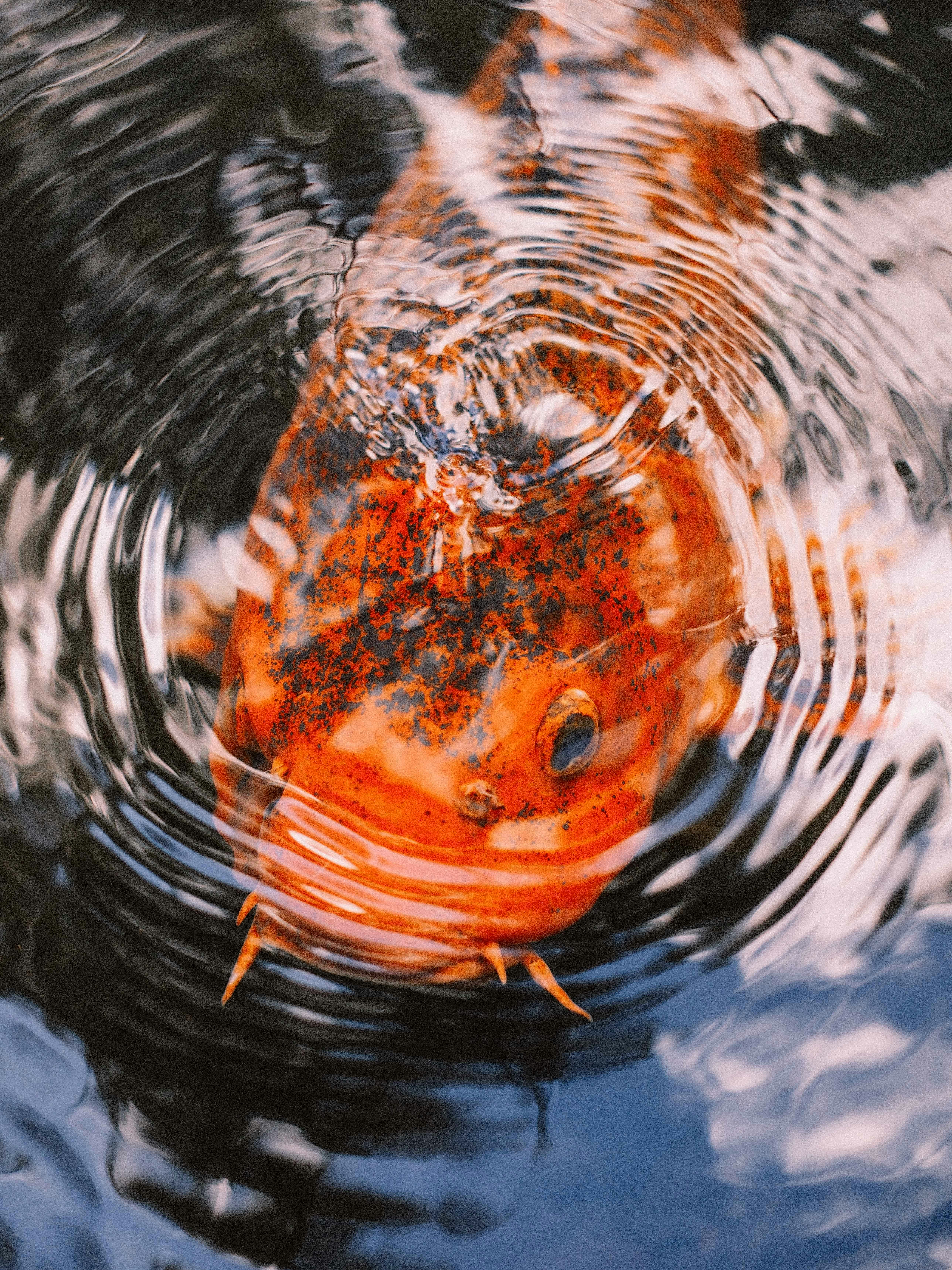 Orange koi fish swims in dark water