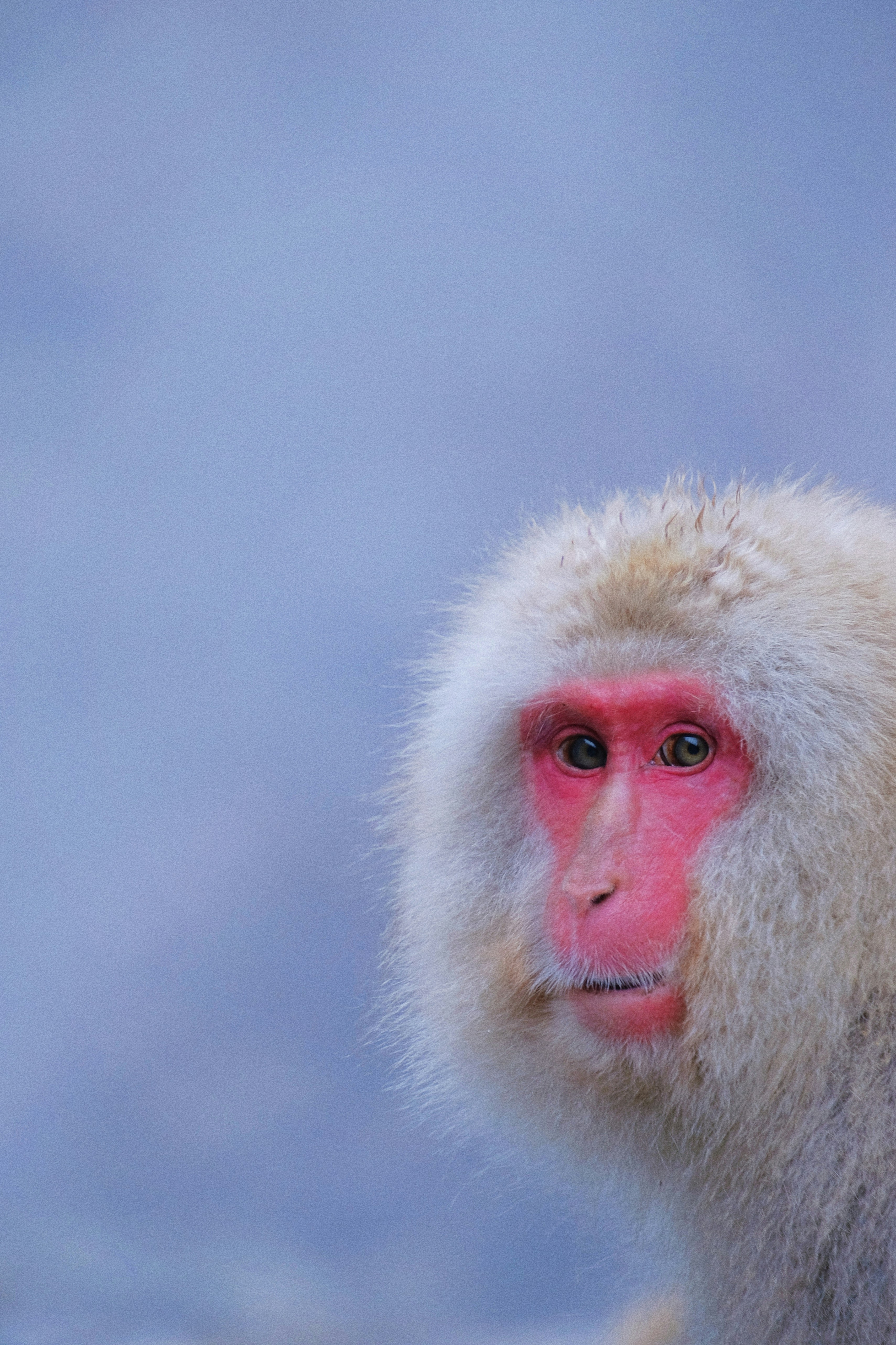 A japanese macaque with a pink face