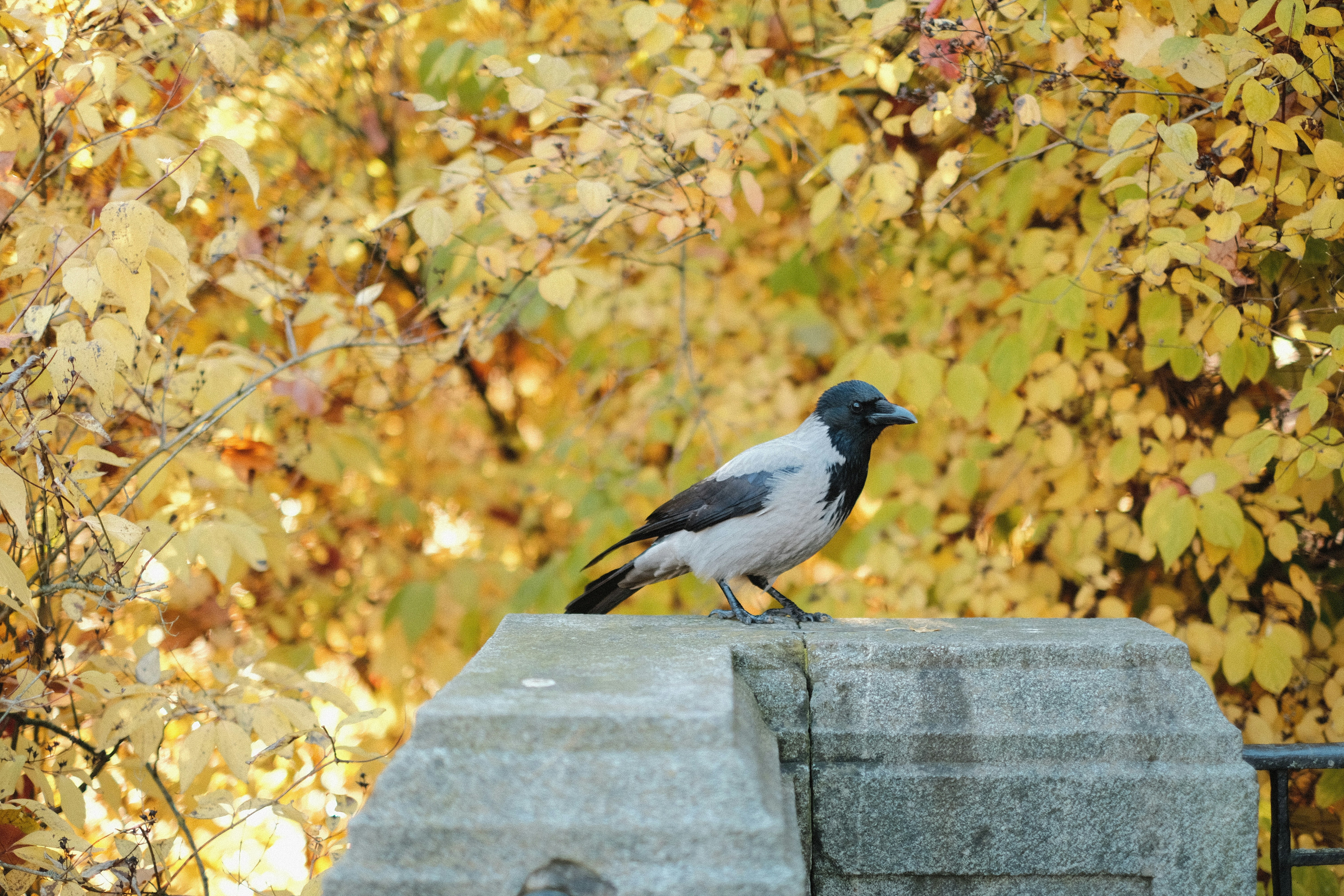 Autumn's Watchful Guardian