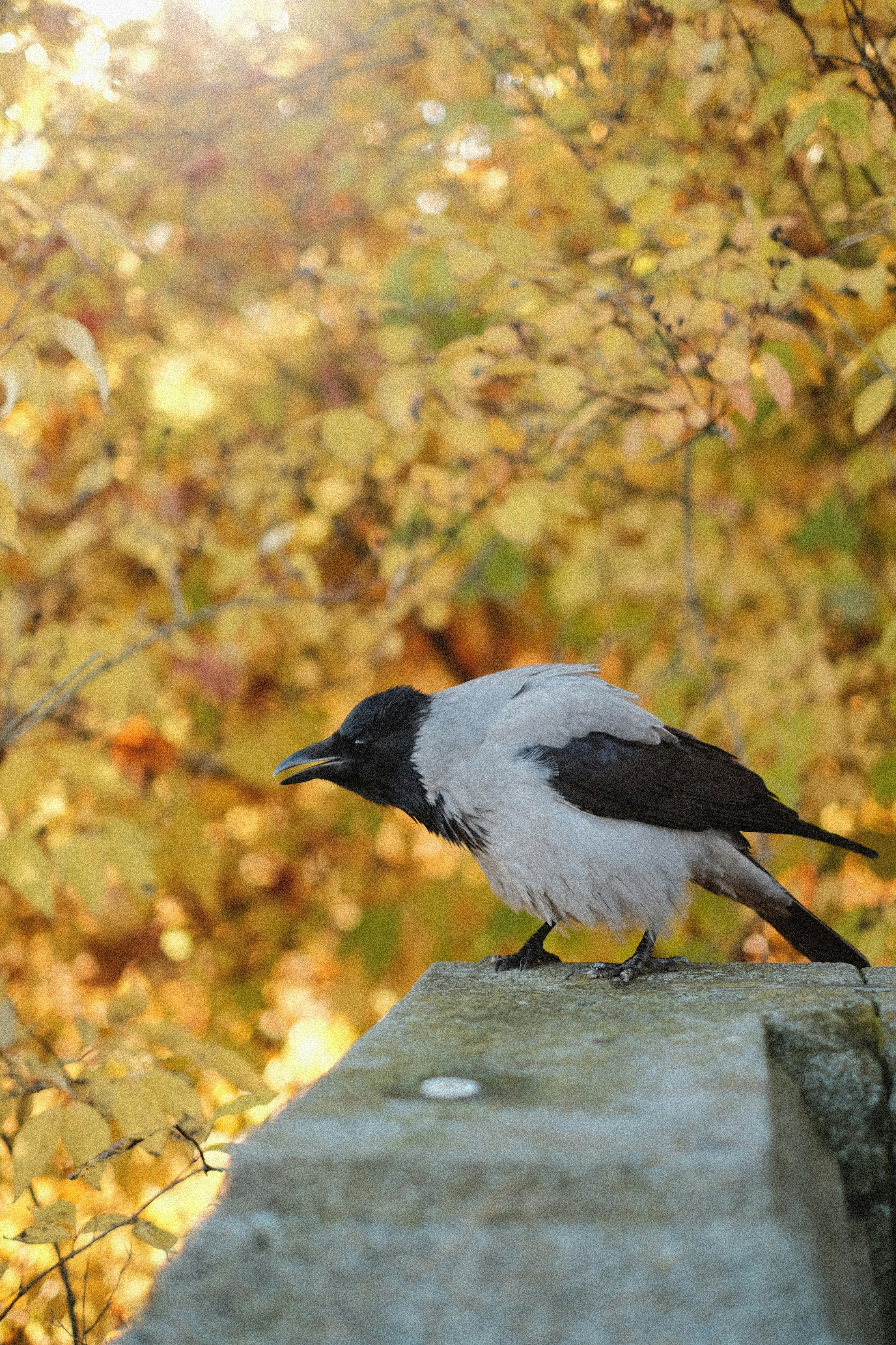 A crow perched on a stone wall with autumn leaves.
