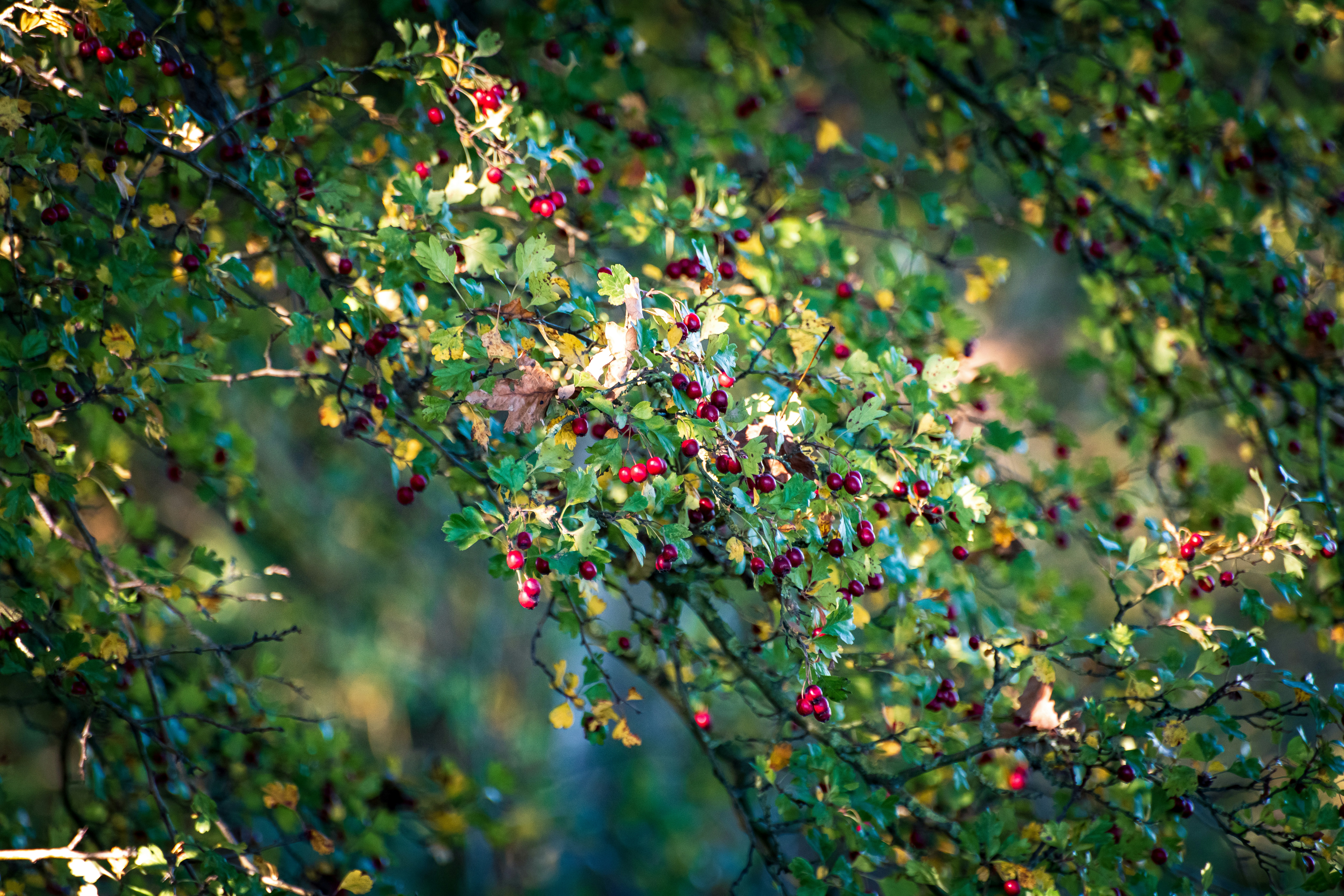 Nature's Berry-Laden Canopy