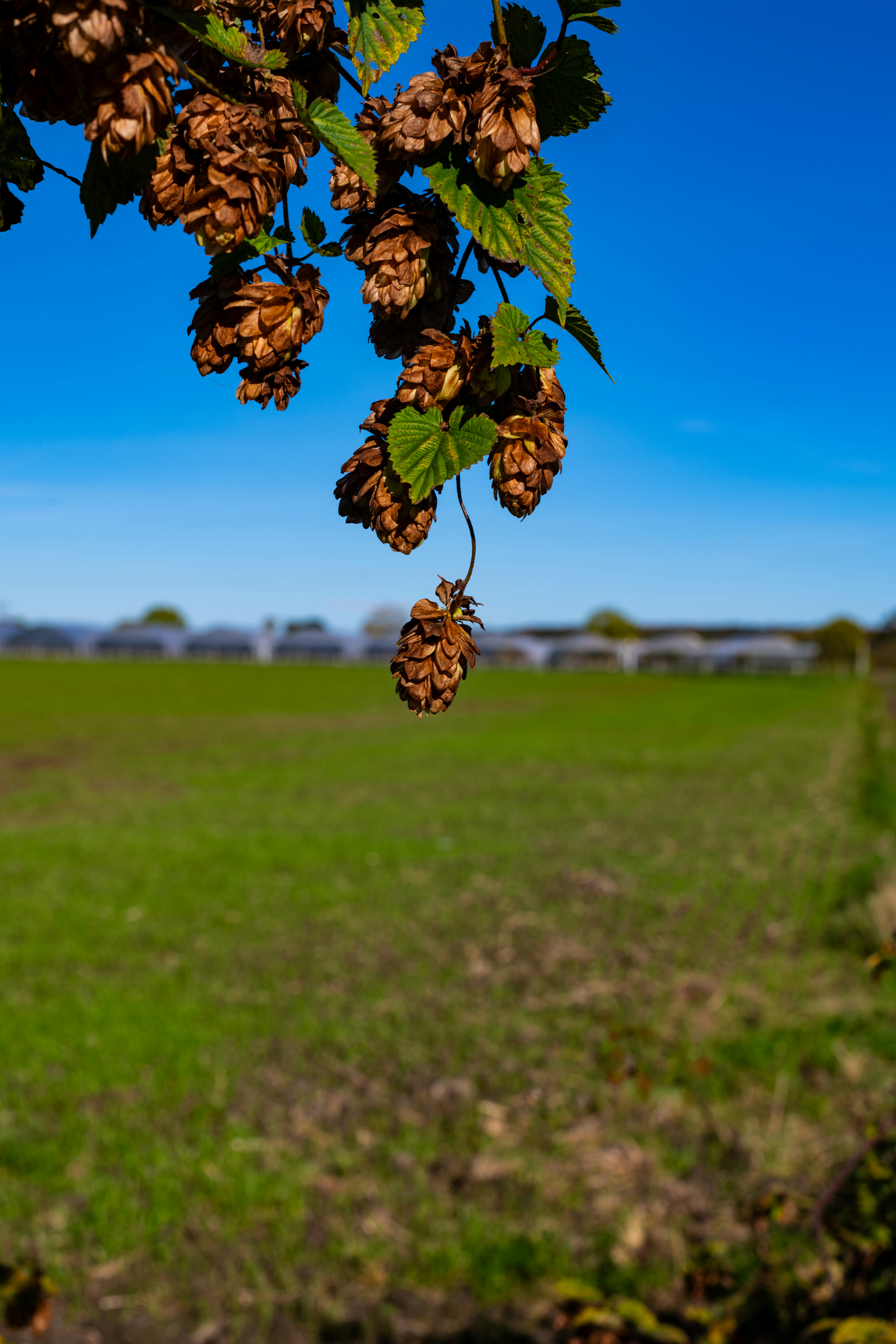 Dried hop cones hang from a vibrant green branch against a clear blue sky, with a distant field in the background. 