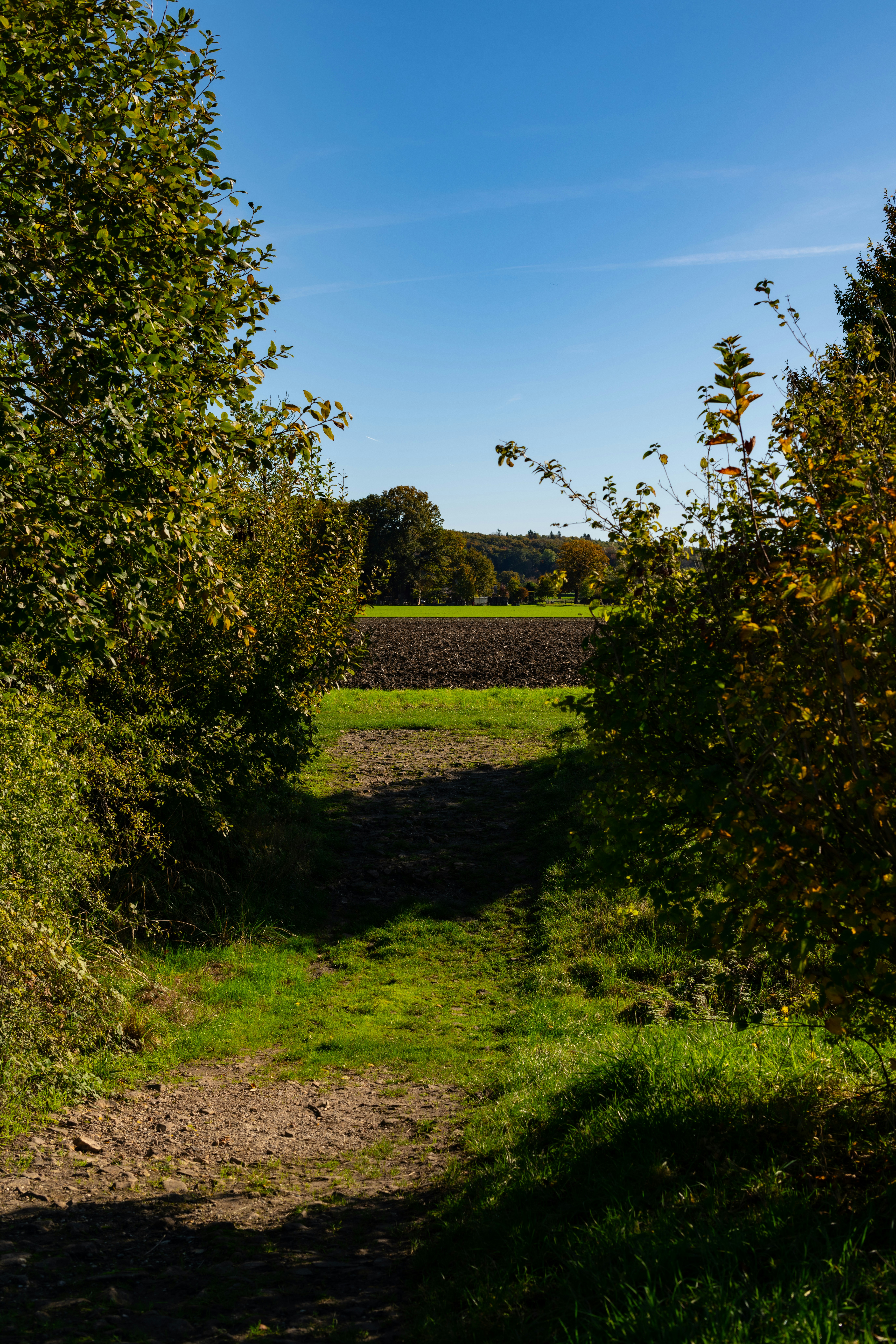 Pathway to Serenity: A Journey Through Nature's Embrace