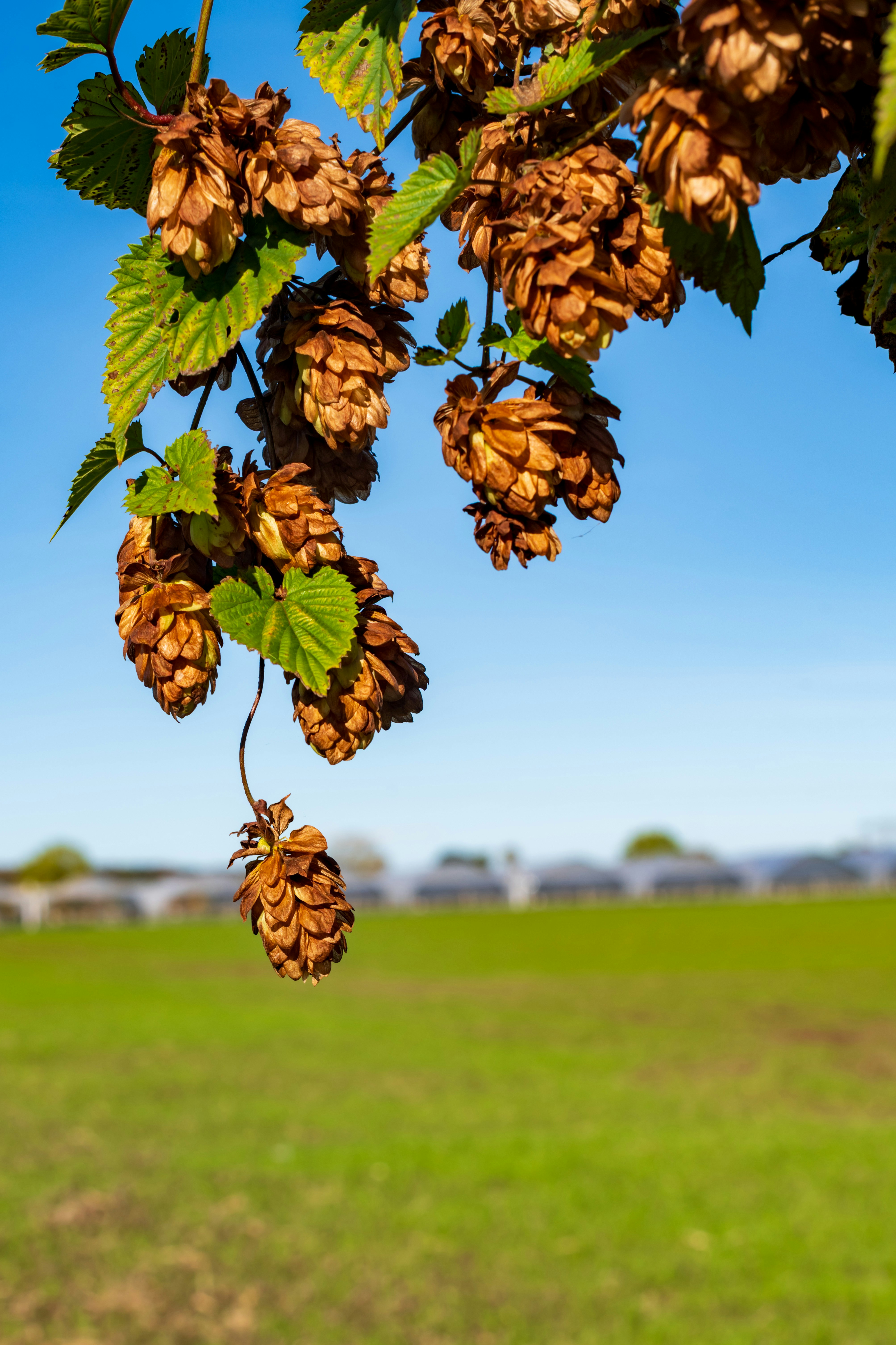 Harvesting Nature's Craft: A Hop's Journey