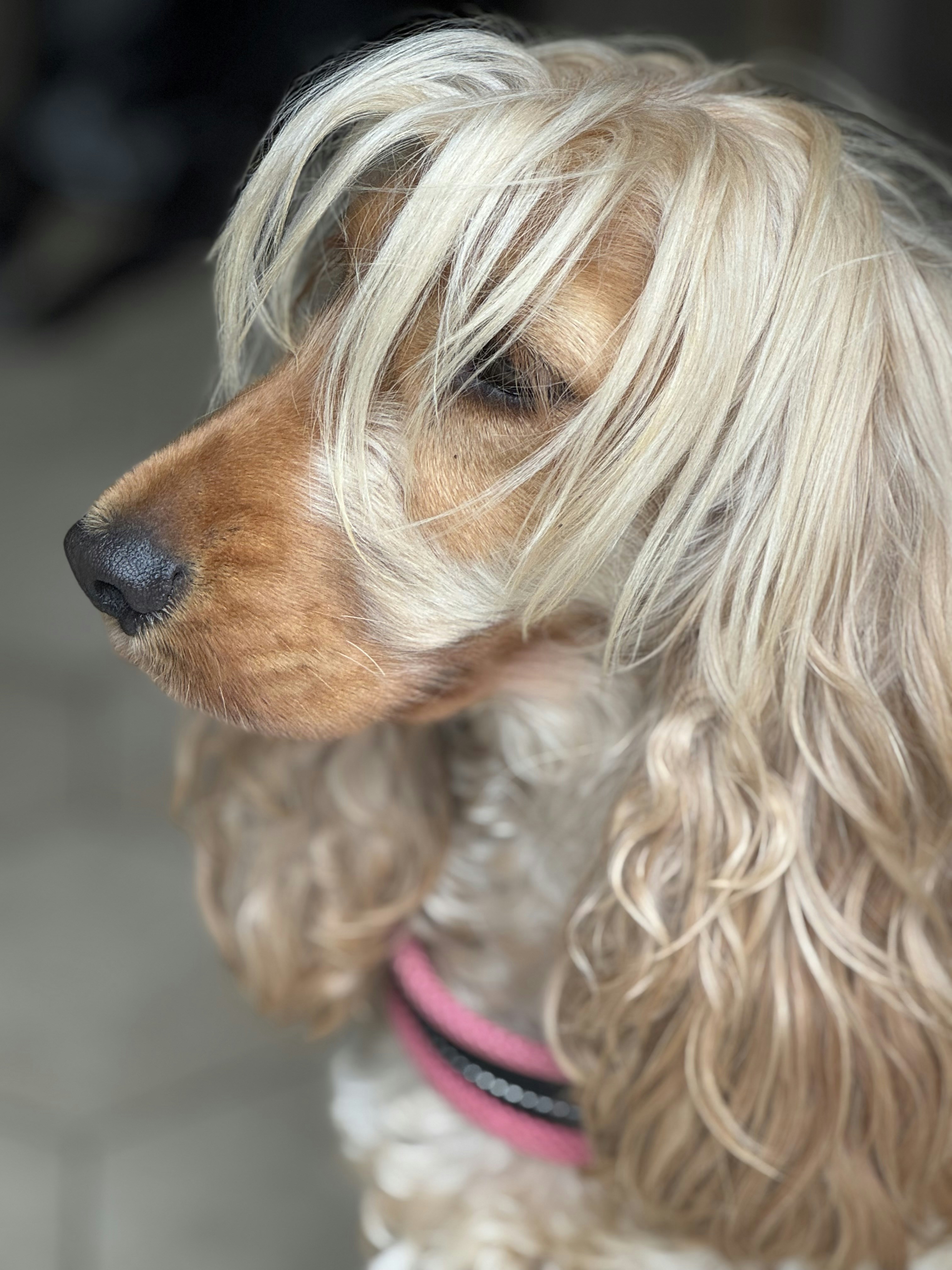 A close-up of a golden cocker spaniel with flowing fur, showcasing its serene expression and distinctive hairstyle. The dog wears a stylish collar, adding to its charm.