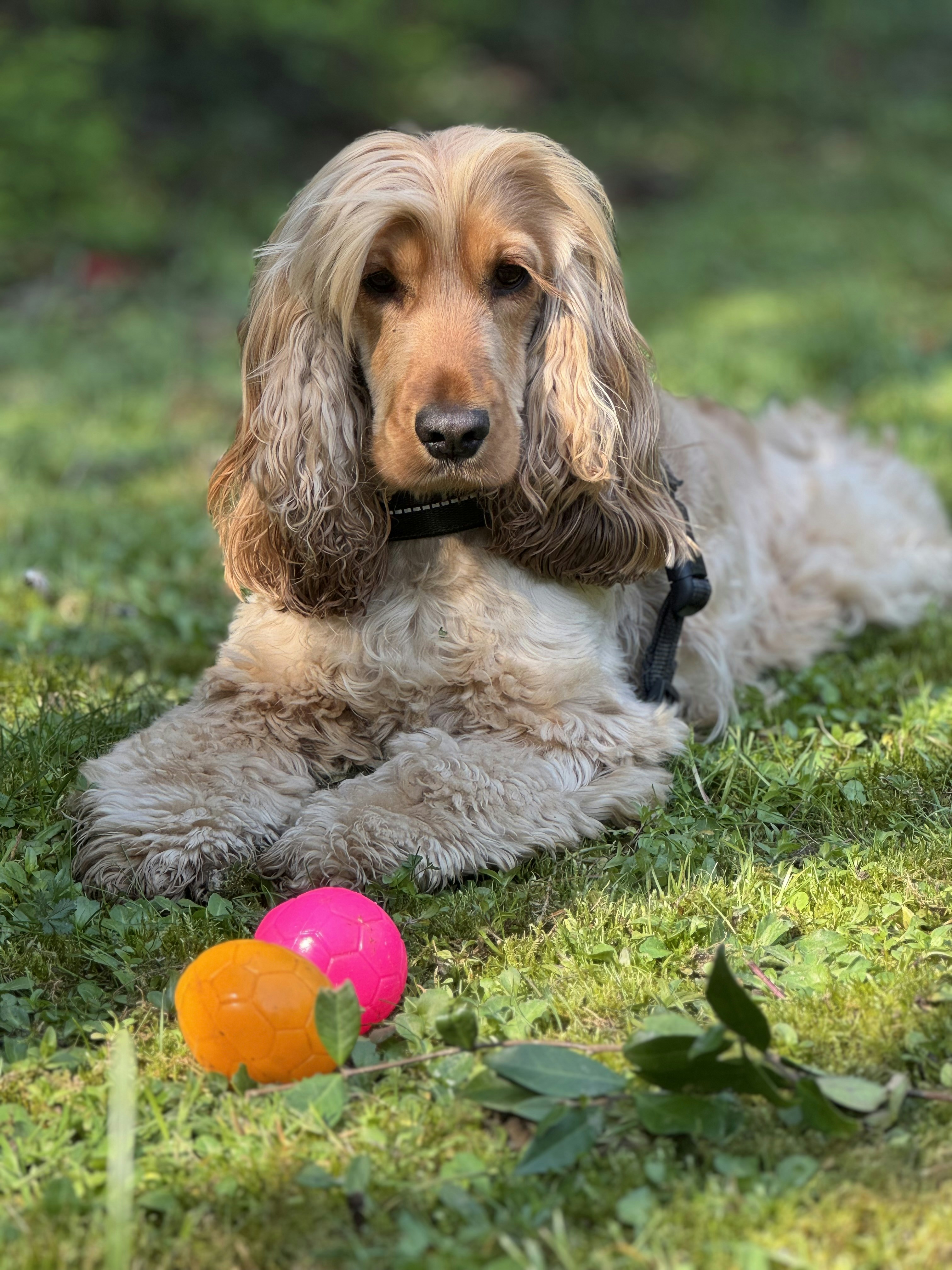 #cocker #field #brenda | A golden cocker spaniel lies on grass with toys.