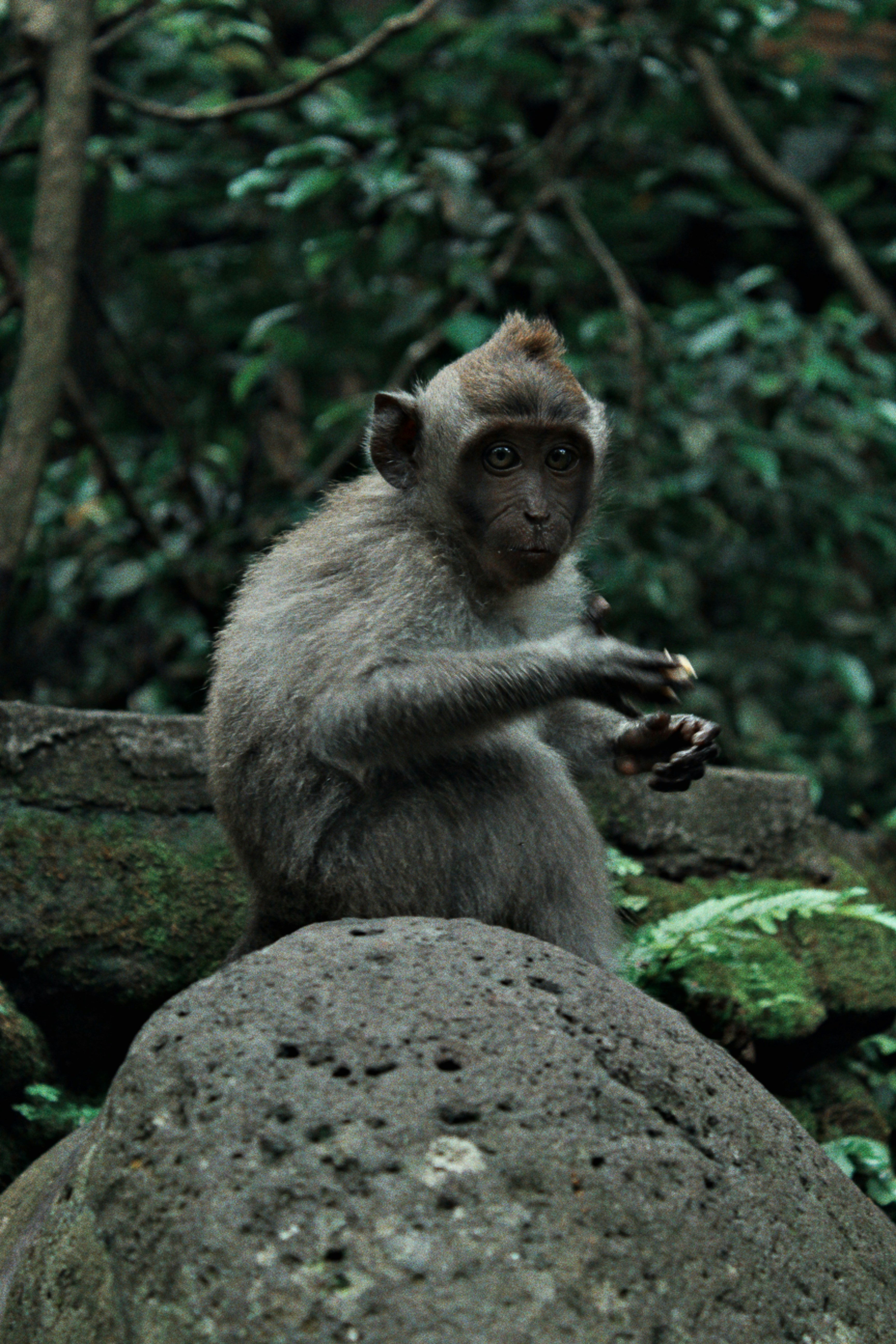 Curious Encounter: A Monkey's Moment of Reflection
