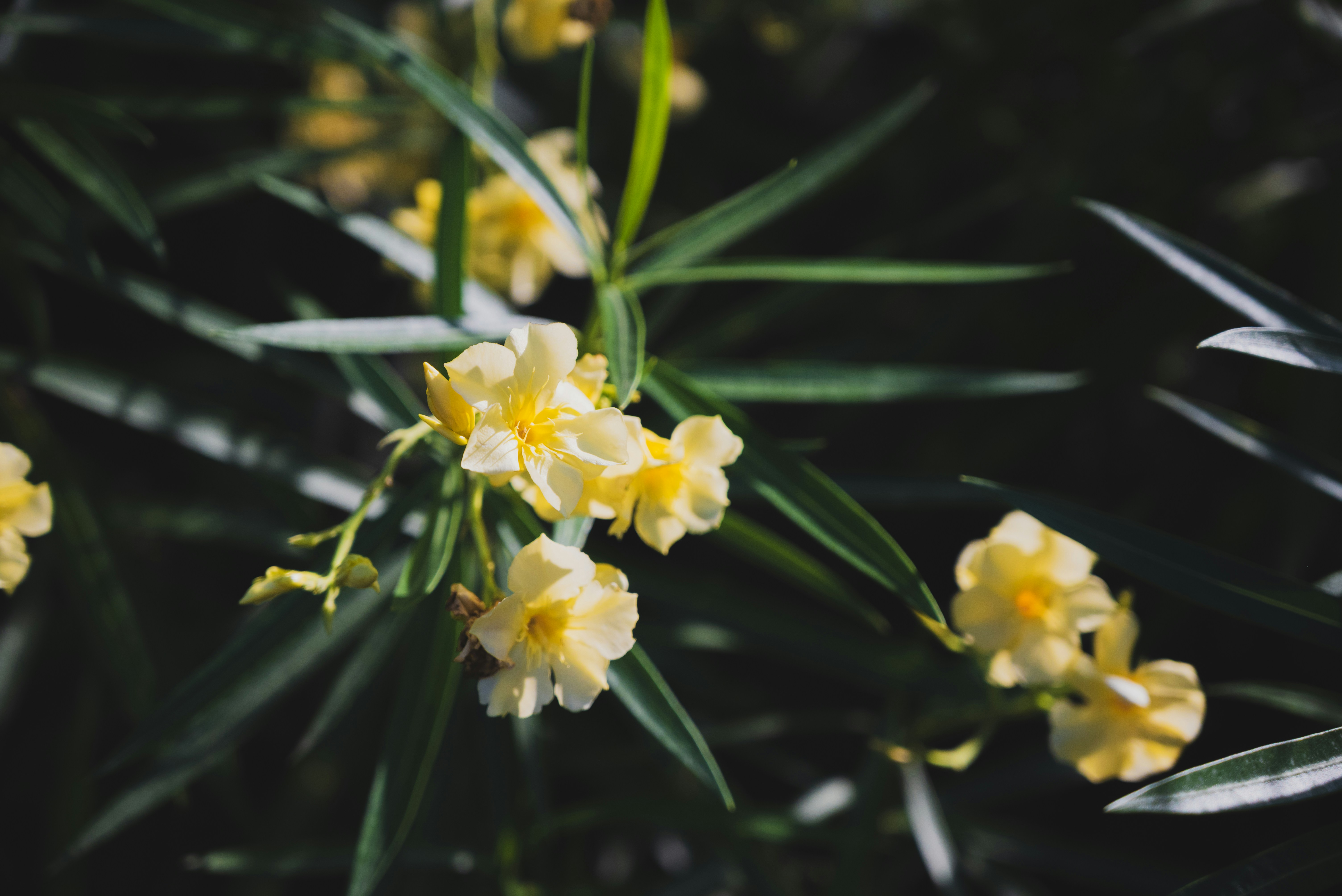 Delicate yellow flowers bloom on a dark green bush.
