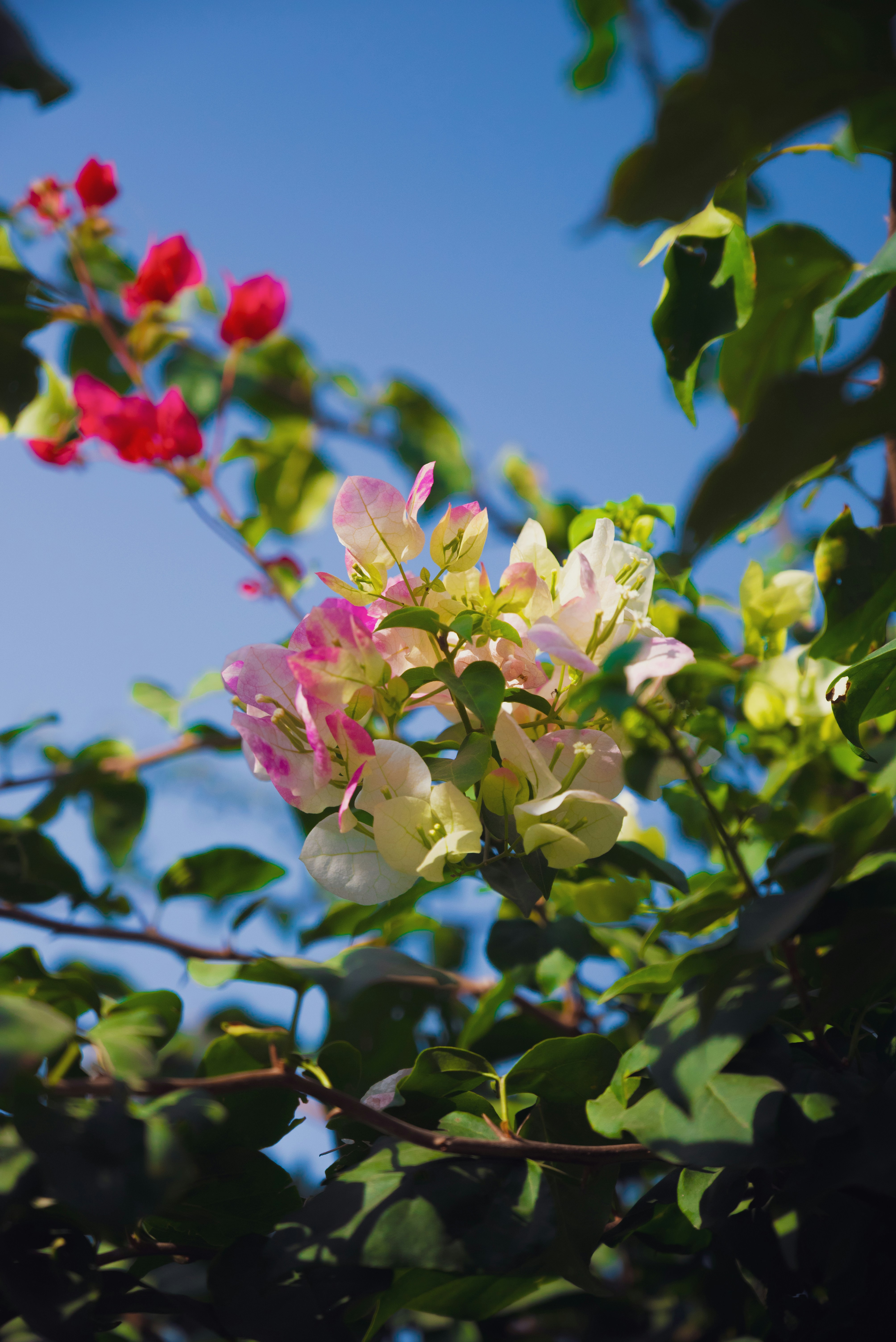 Bougainvillea blooms in shades of pink and white, framed by vibrant green leaves against a clear blue sky.