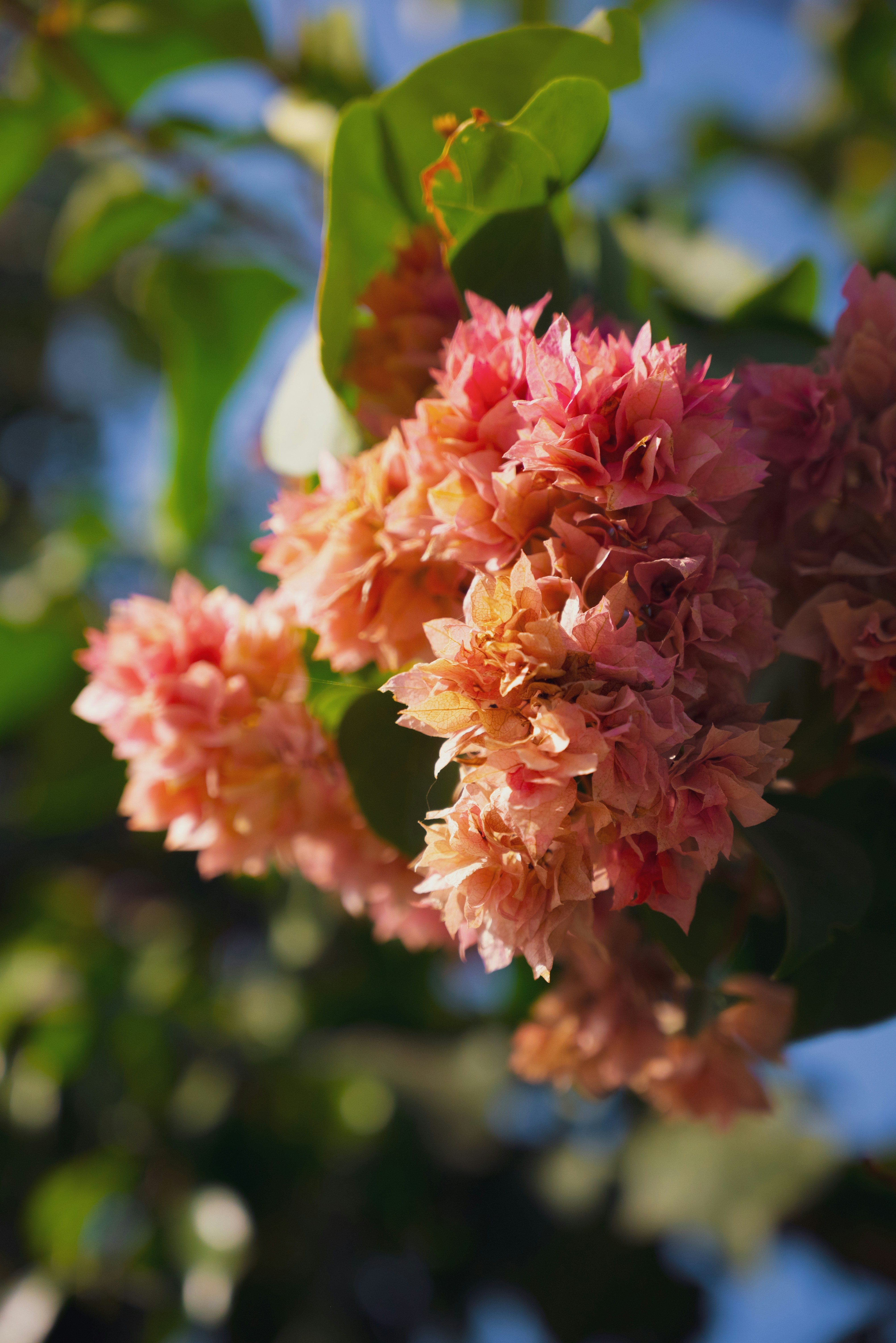 Blossoms of Serenity: A Floral Embrace