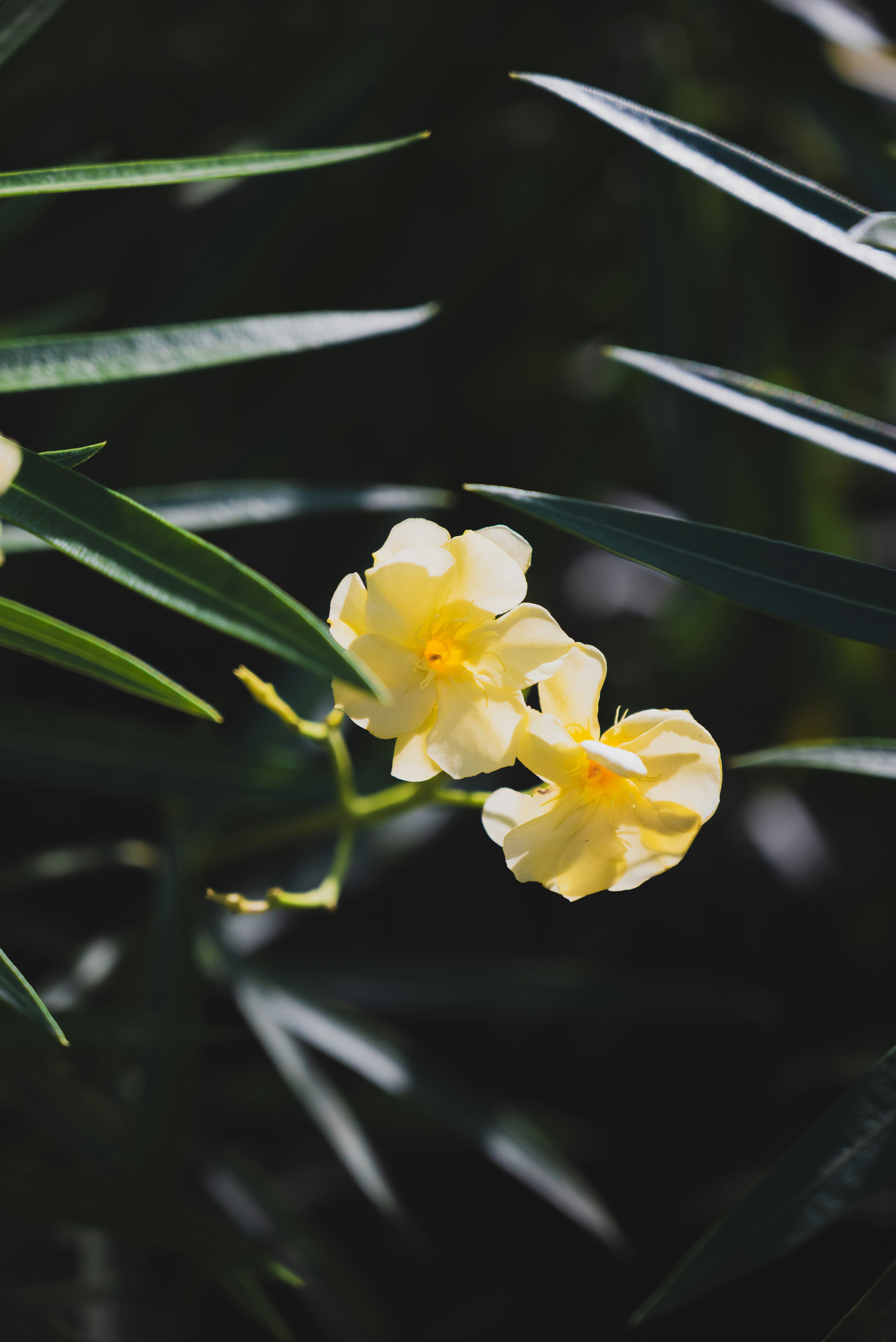 Delicate yellow flowers bloom amidst green foliage.