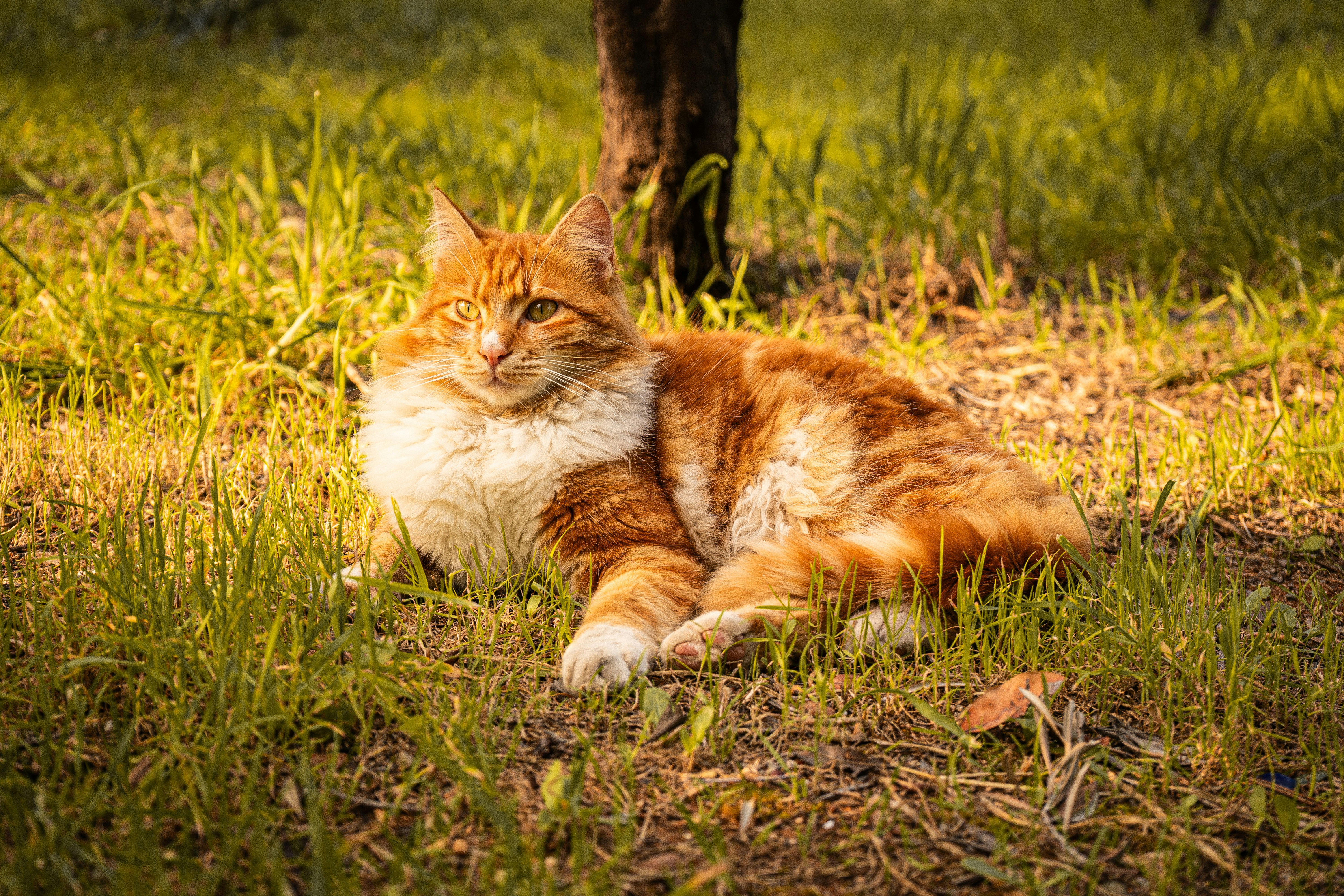 Relaxed cat in sunlight | A fluffy orange cat rests in sunlit grass.
