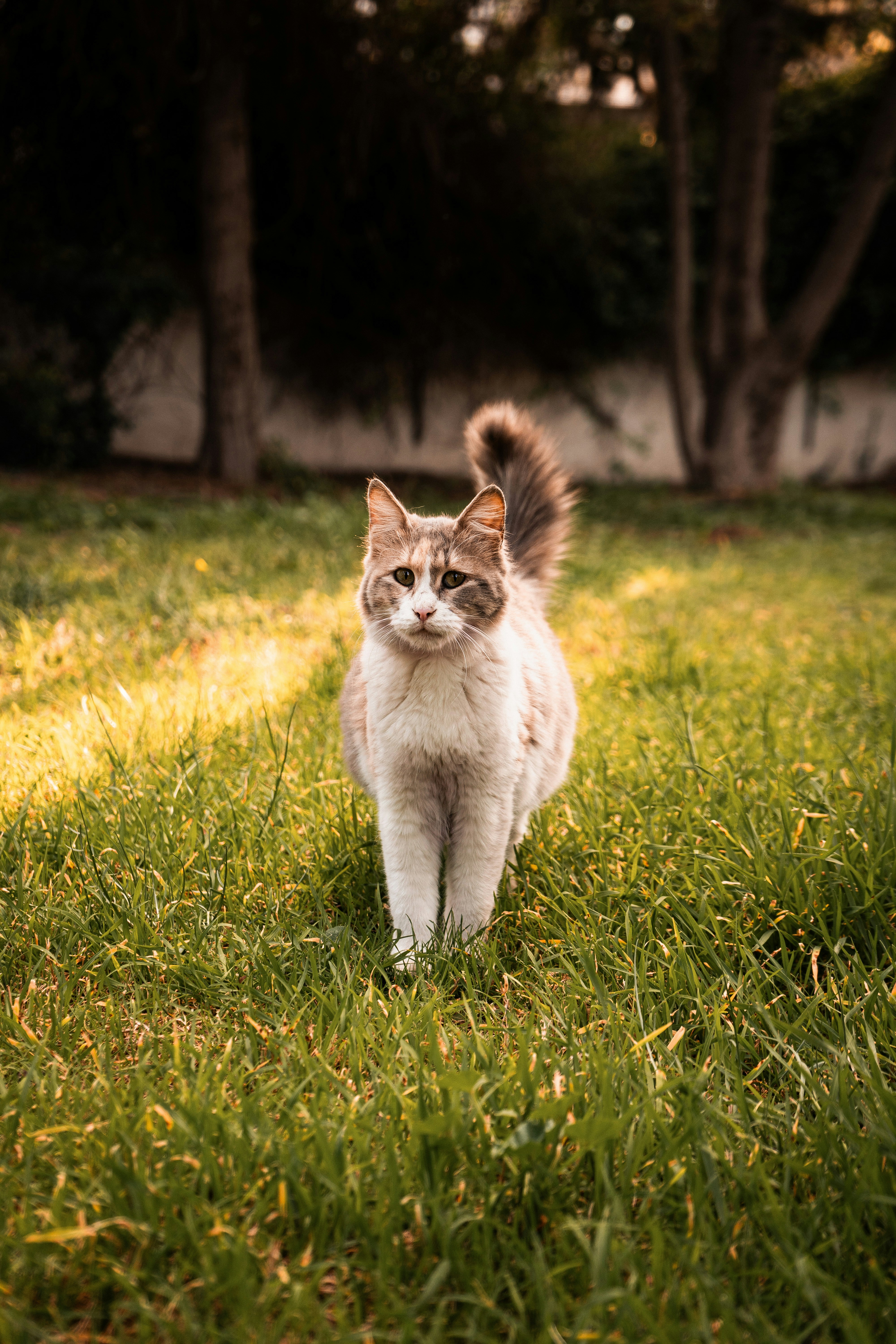 Curious cat on the grass | A cat walks forward on a grassy lawn.