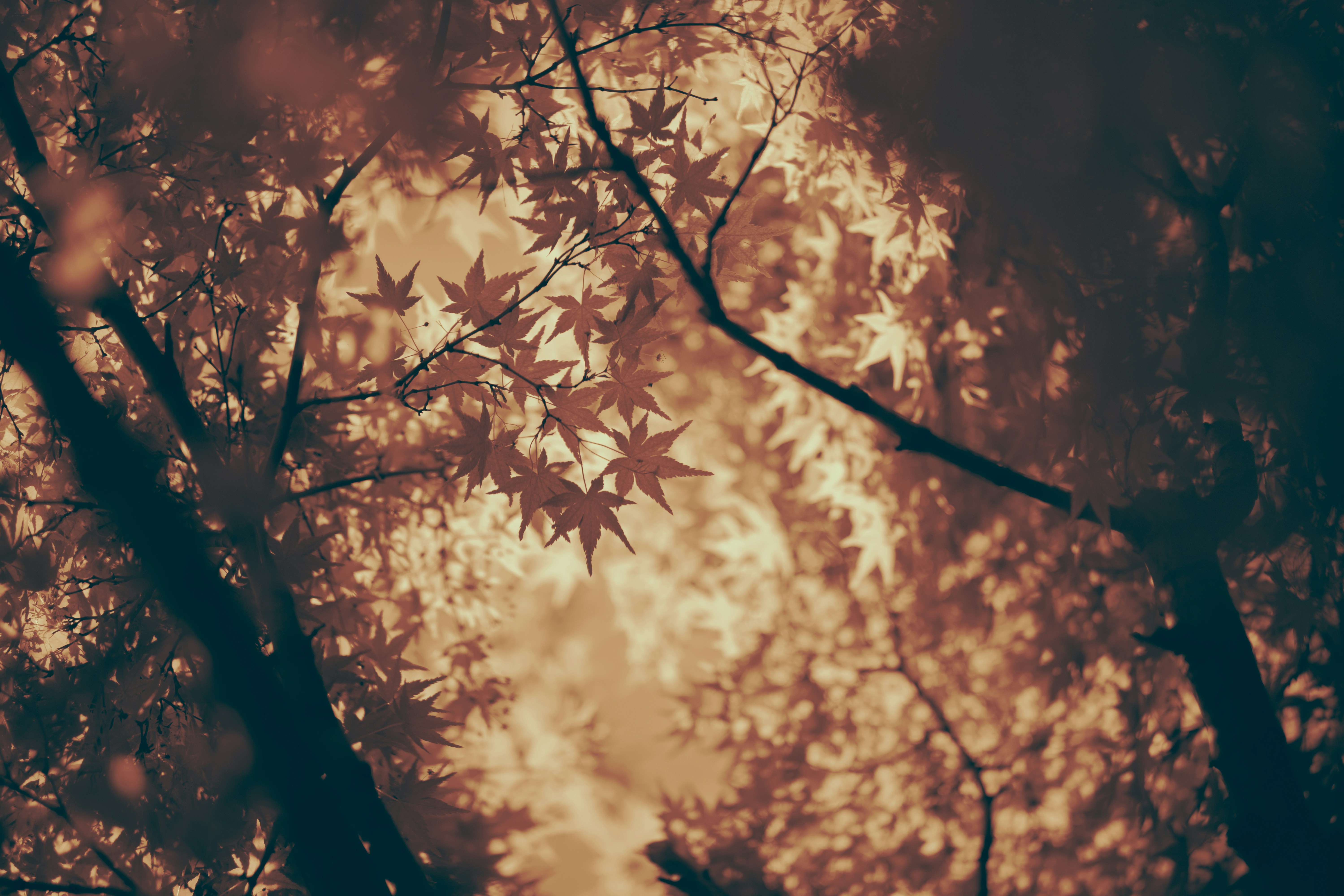 Photo by Jared Luk with Sony Alpha 7R II