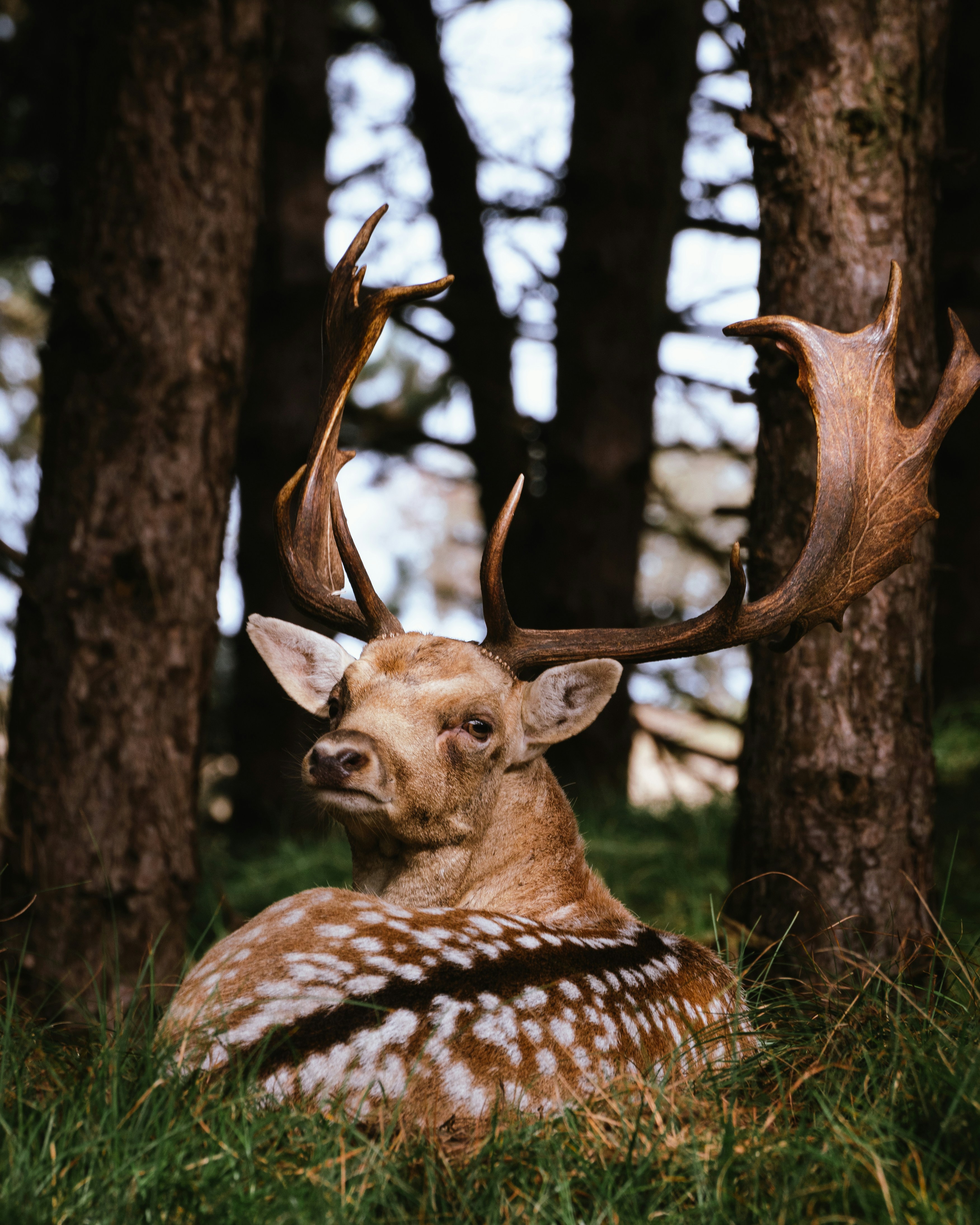 Fallow Deer in the Waterleidingduinen | A majestic deer with large antlers rests in a forest.