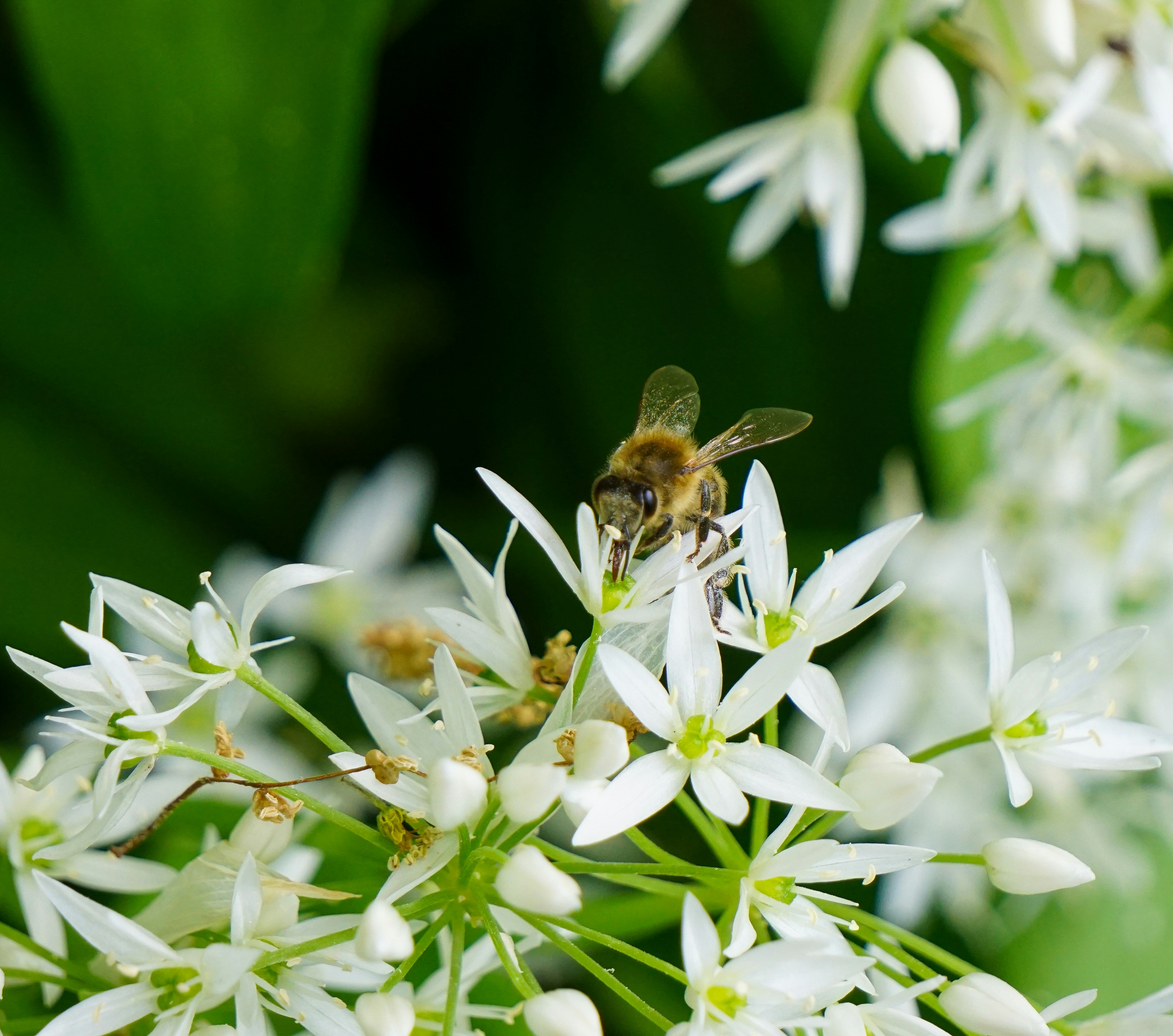 Harmony in Nature: The Bee's Dance
