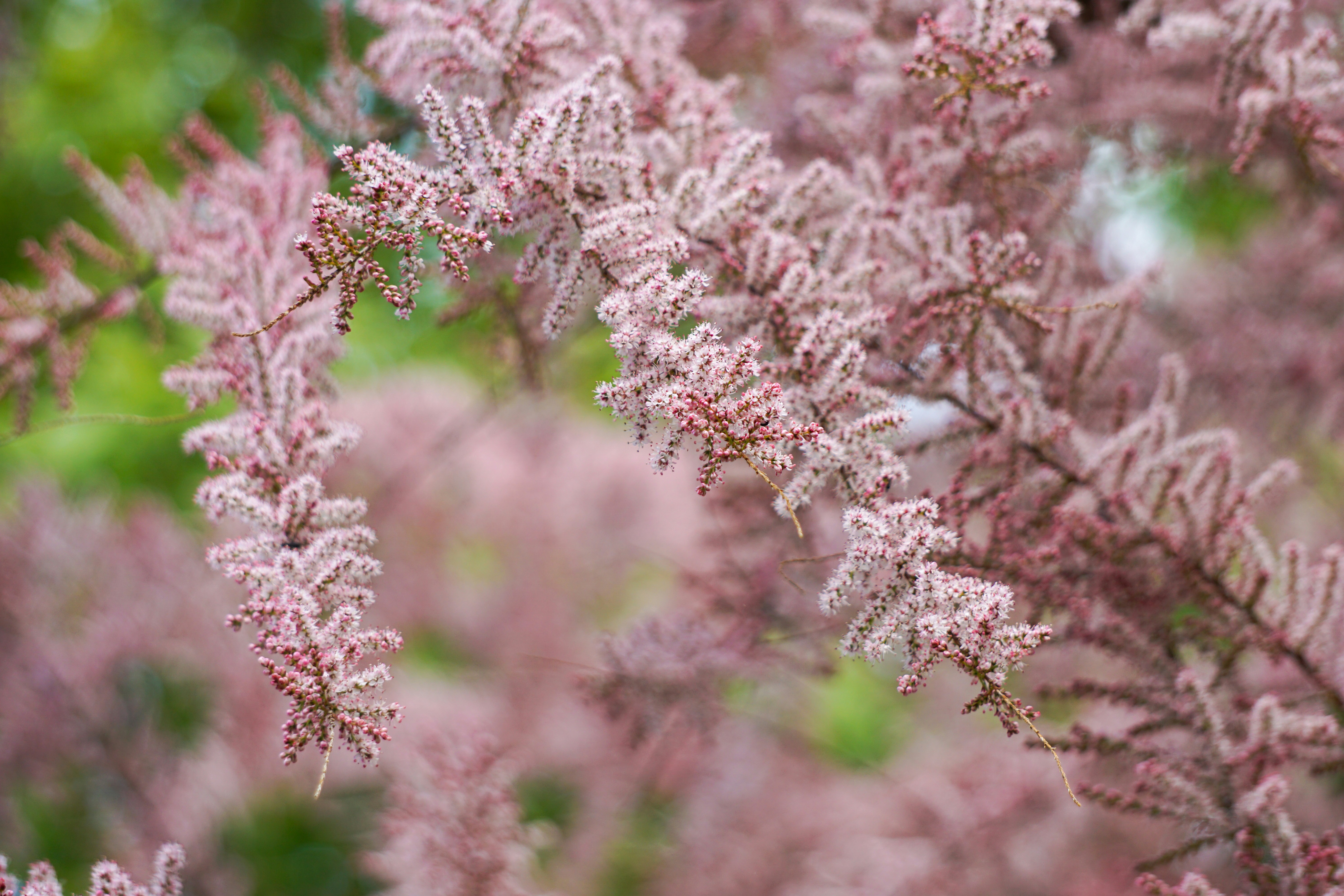 Delicate pink flowers on a tree branch