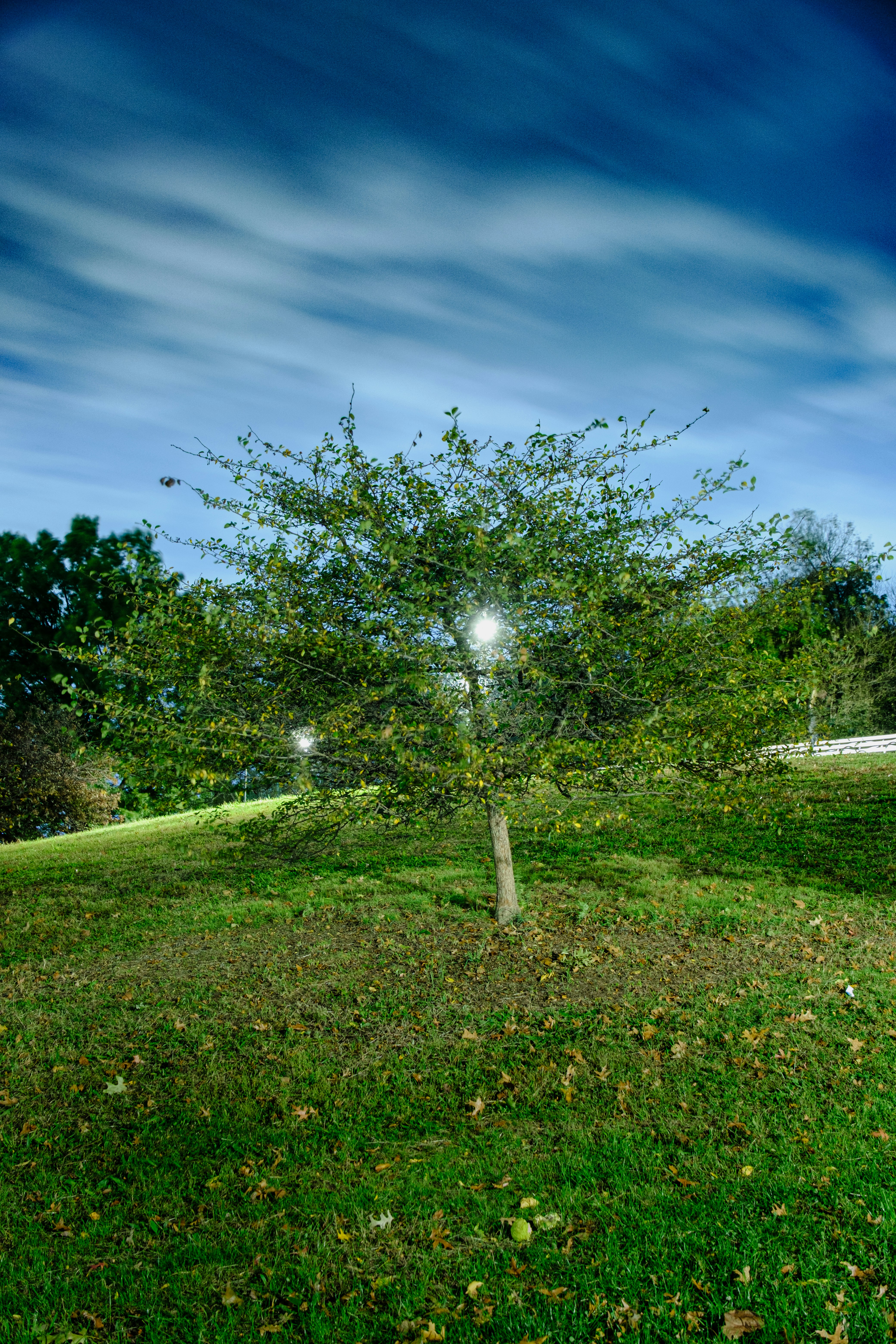 Whispers of Night: A Solitary Tree's Glow