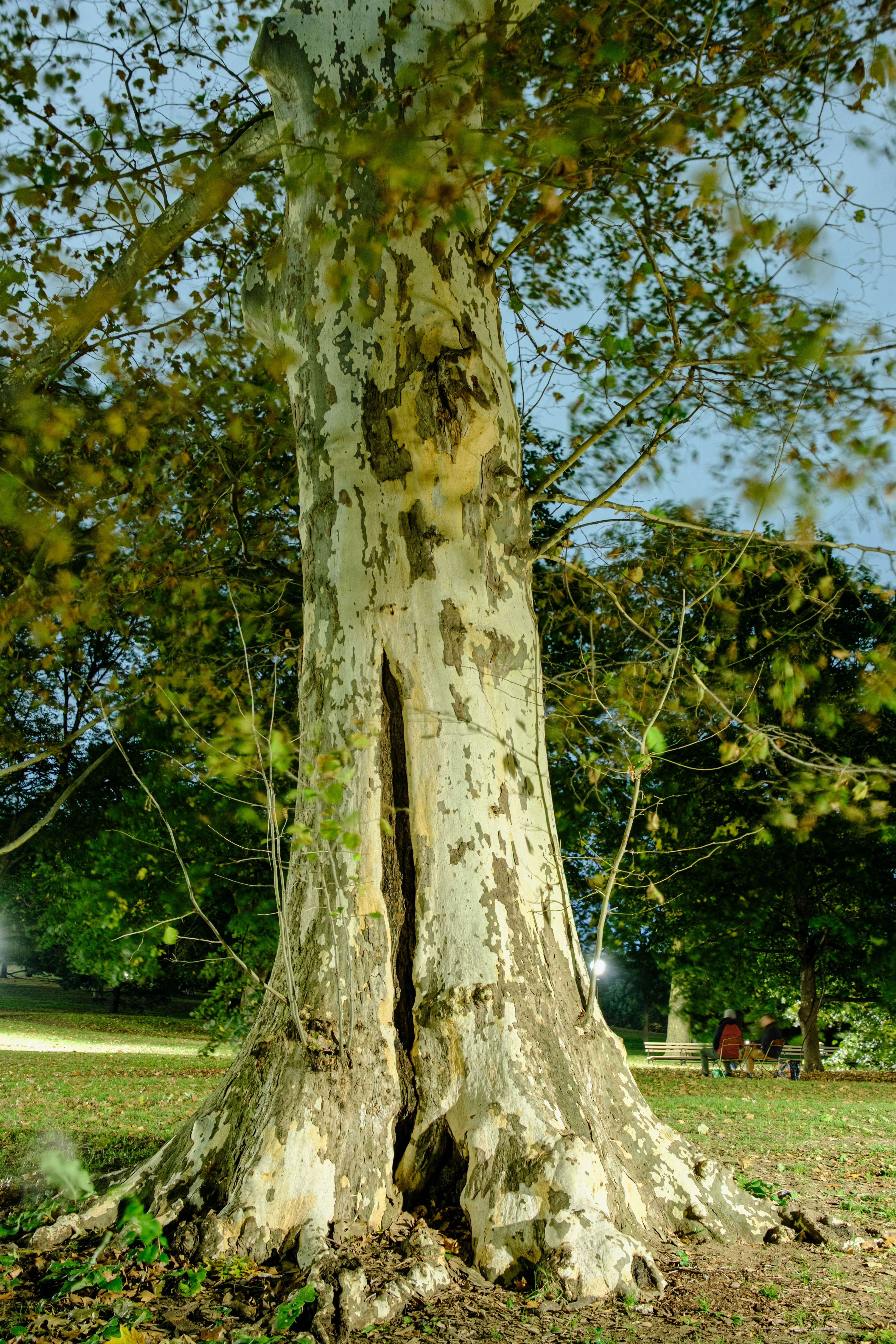 Whispers of Time: The Ancient Tree's Story