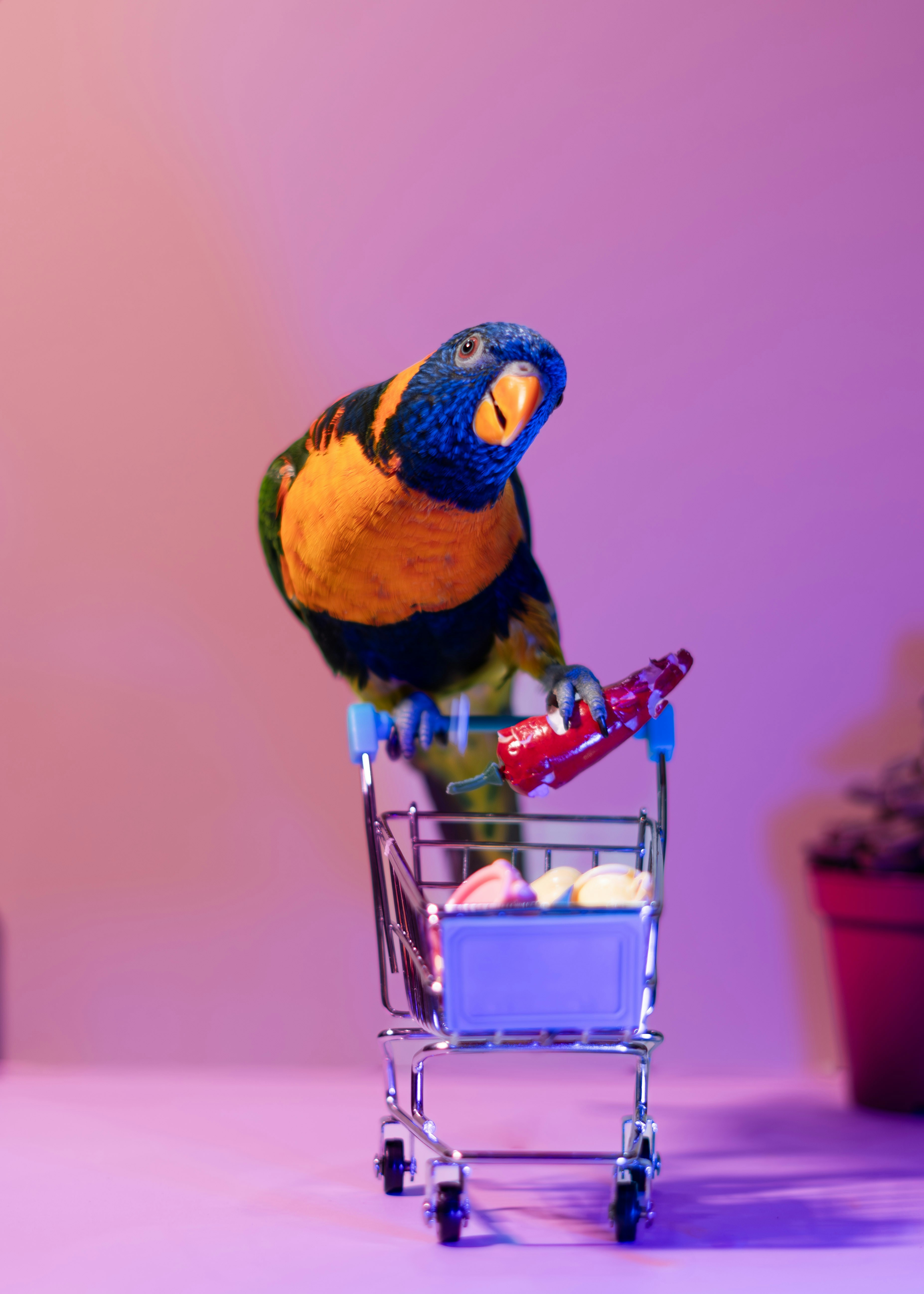 The Feathered Shopper: A Colorful Encounter in the Aisles