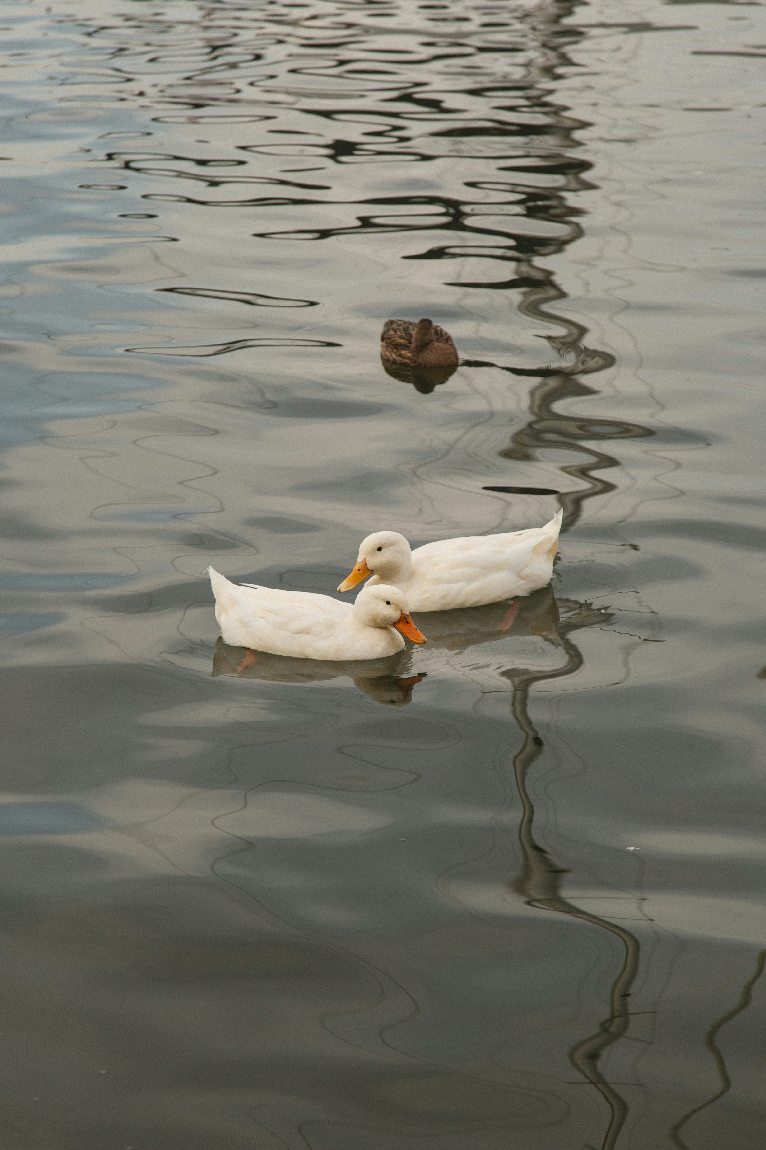 Hello =) Follow my journey on insta: I_am_simoesse | Two white ducks and one brown duck swim in water.