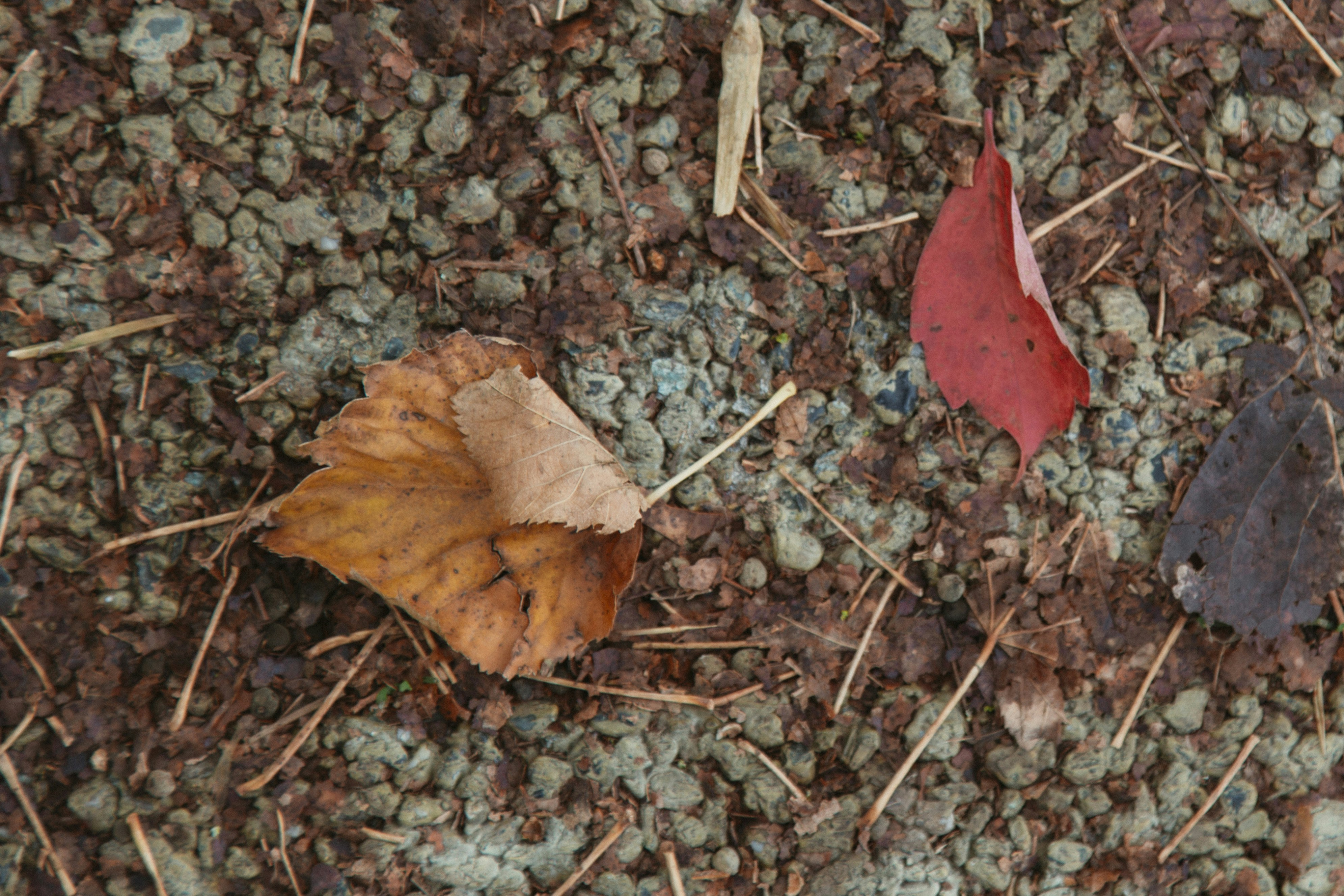 Nature's Tapestry: A Study of Autumn's Palette