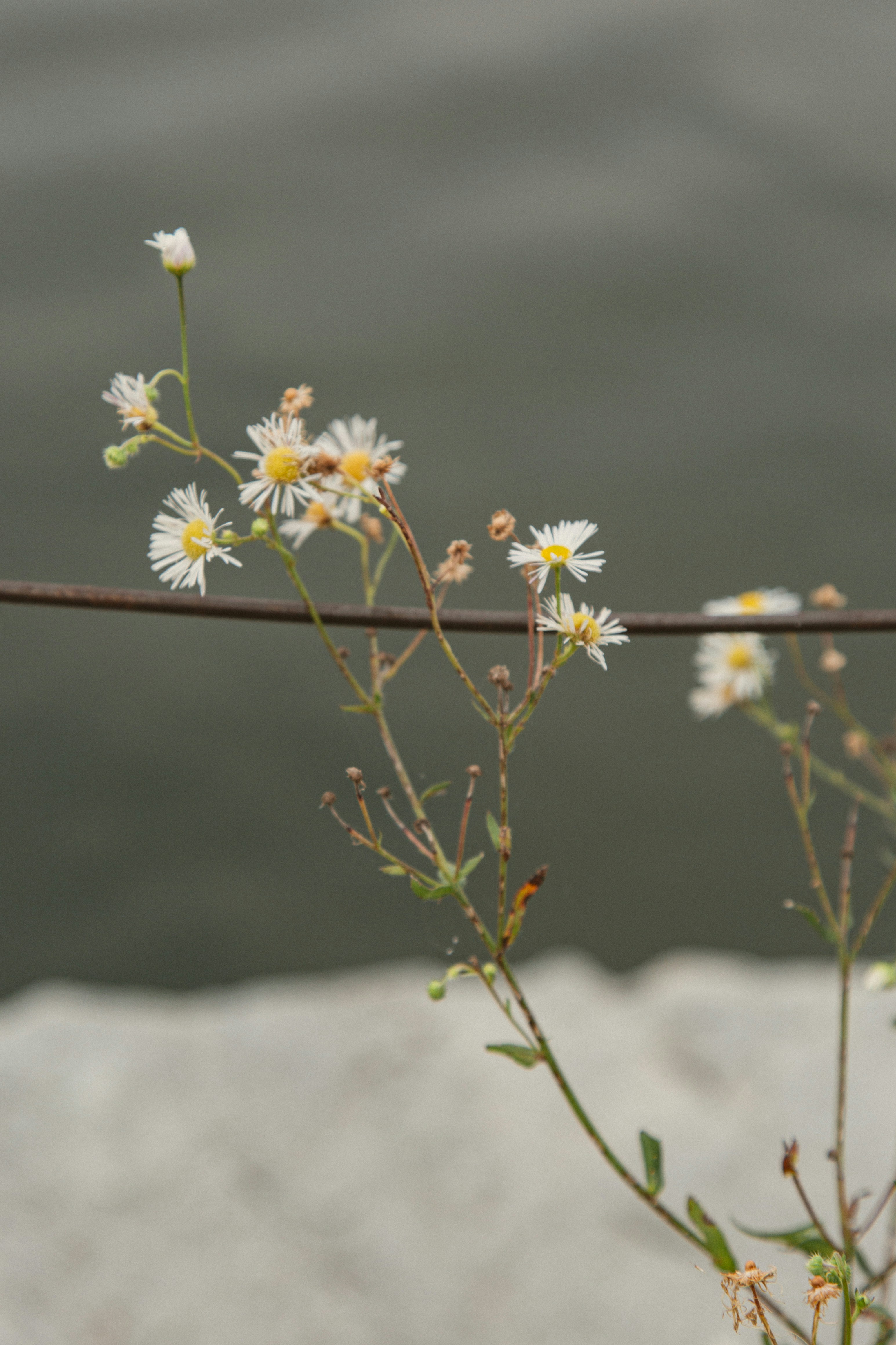 Hello =) Follow my journey on insta: I_am_simoesse | Delicate white wildflowers bloom on a wire.