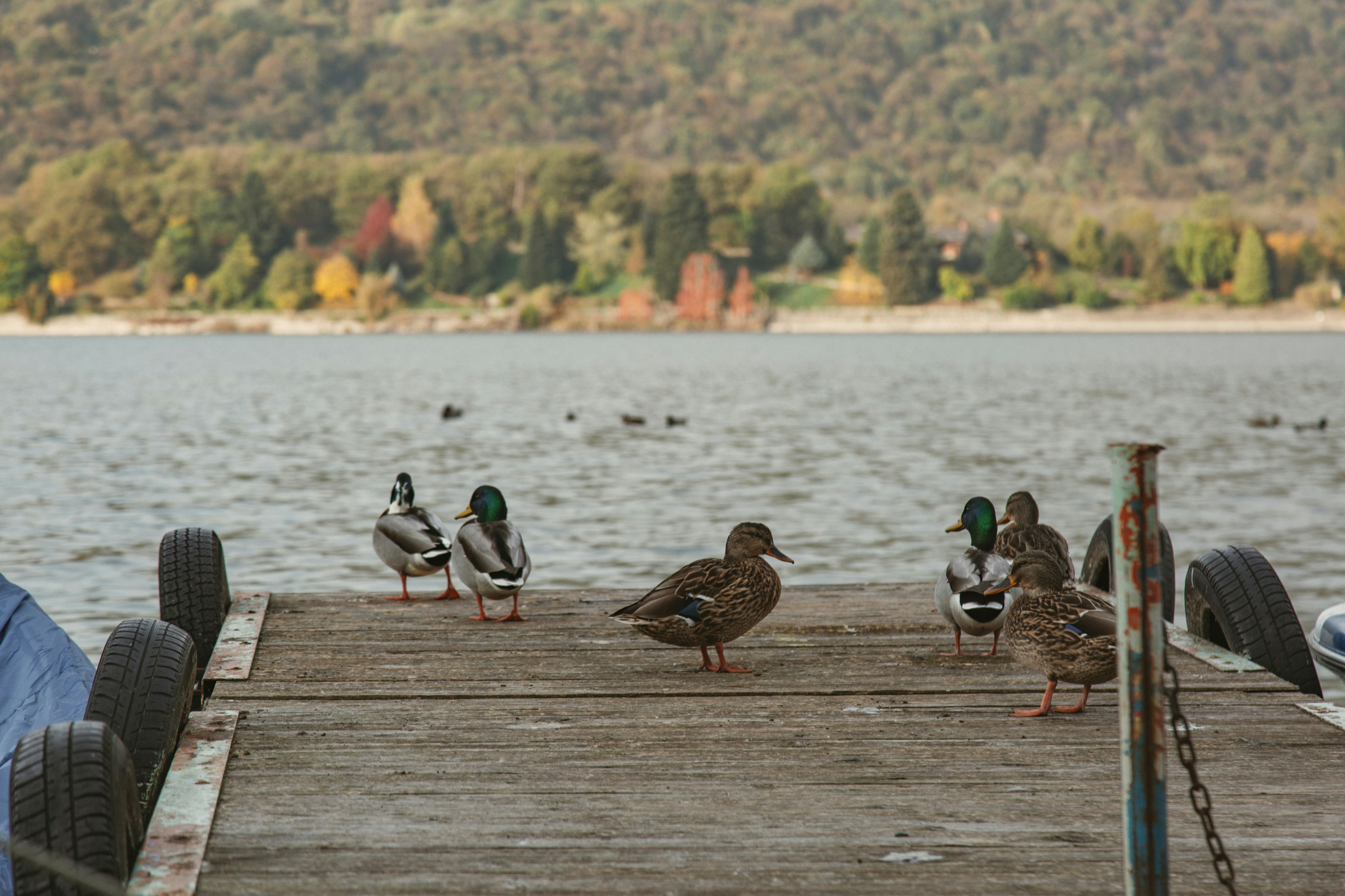 Hello =) Follow my journey on insta: I_am_simoesse | Ducks gathered on a wooden dock by the water.
