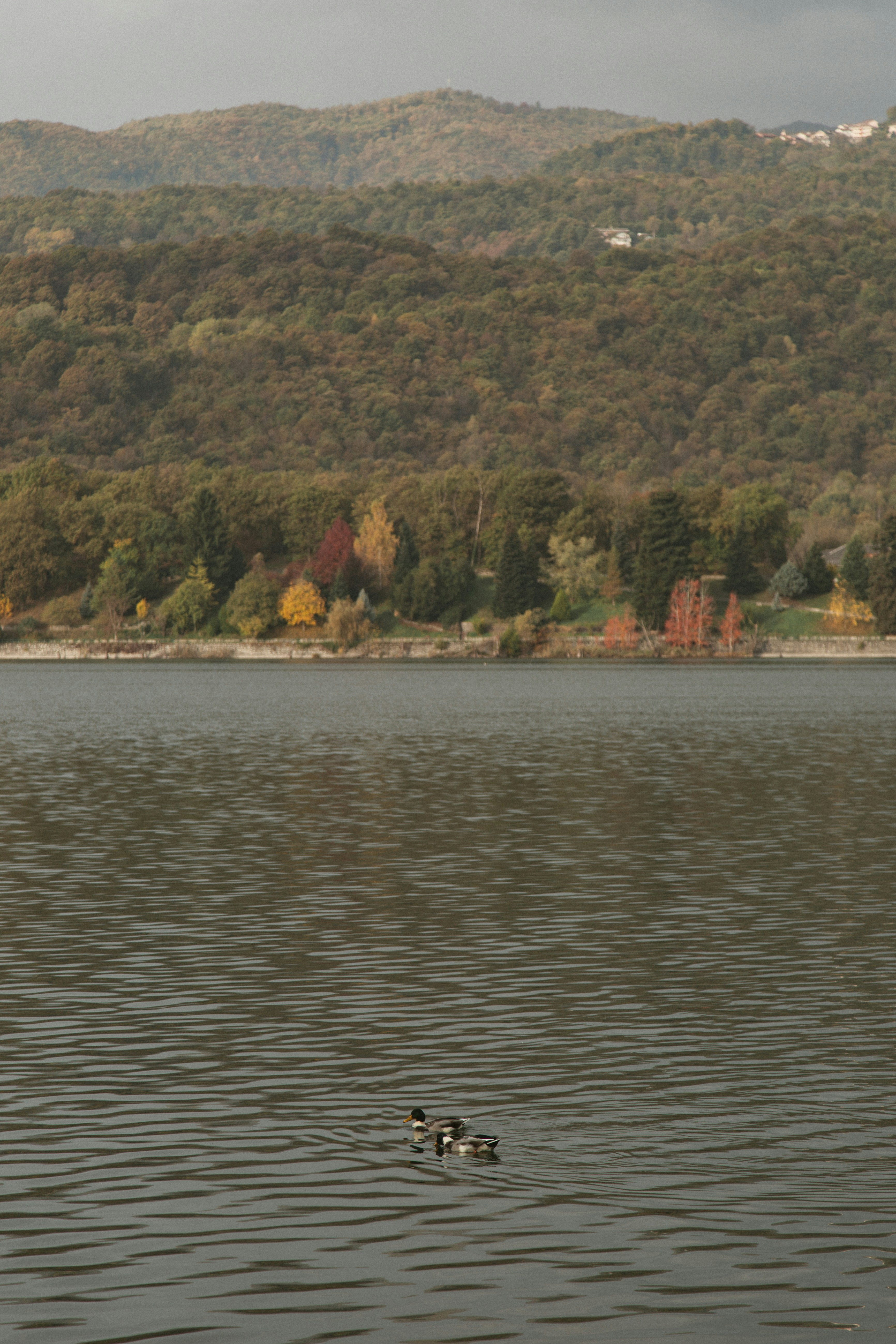 Serenity on the Water: A Duck's Journey