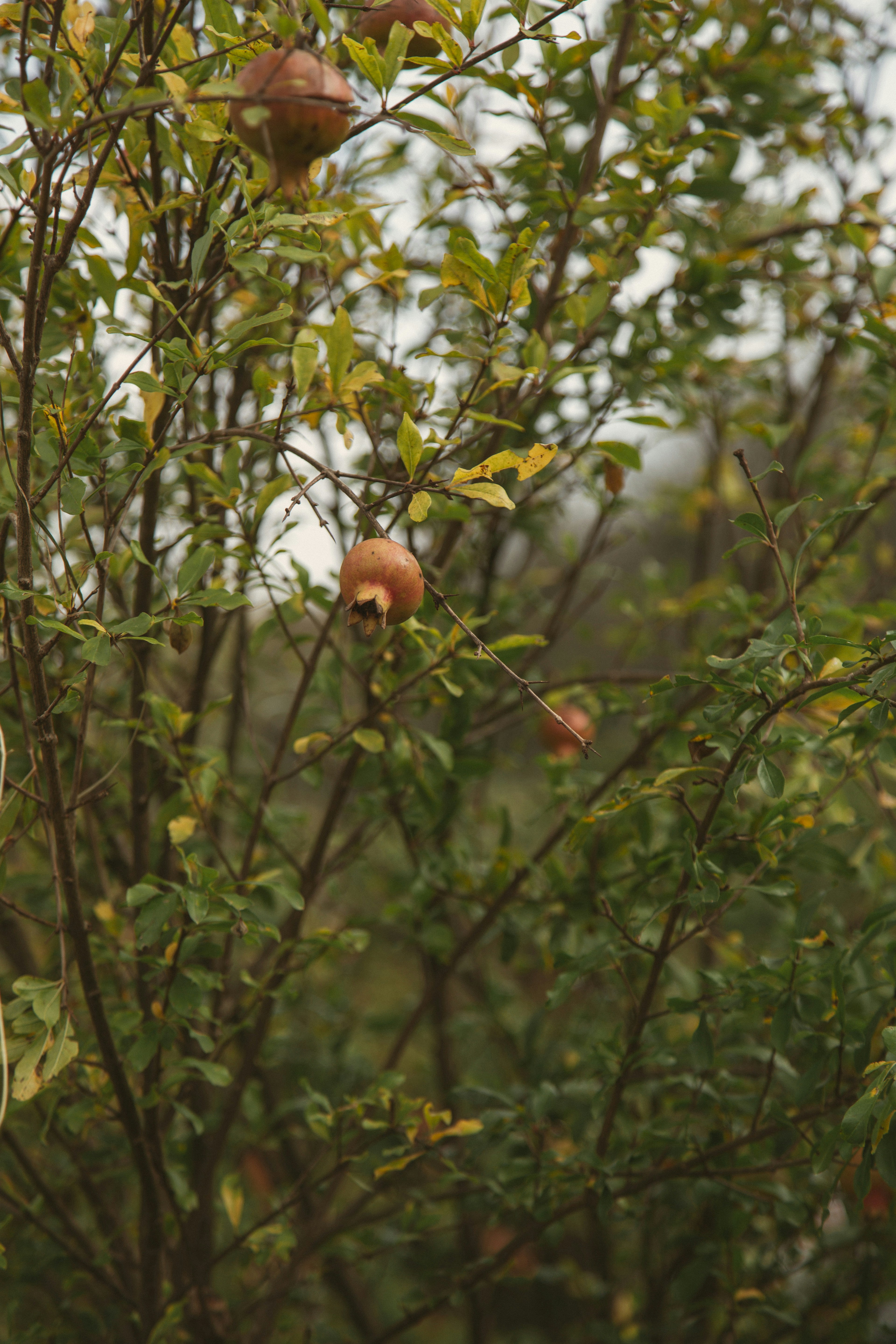 Whispers of Autumn: The Pomegranate's Secret