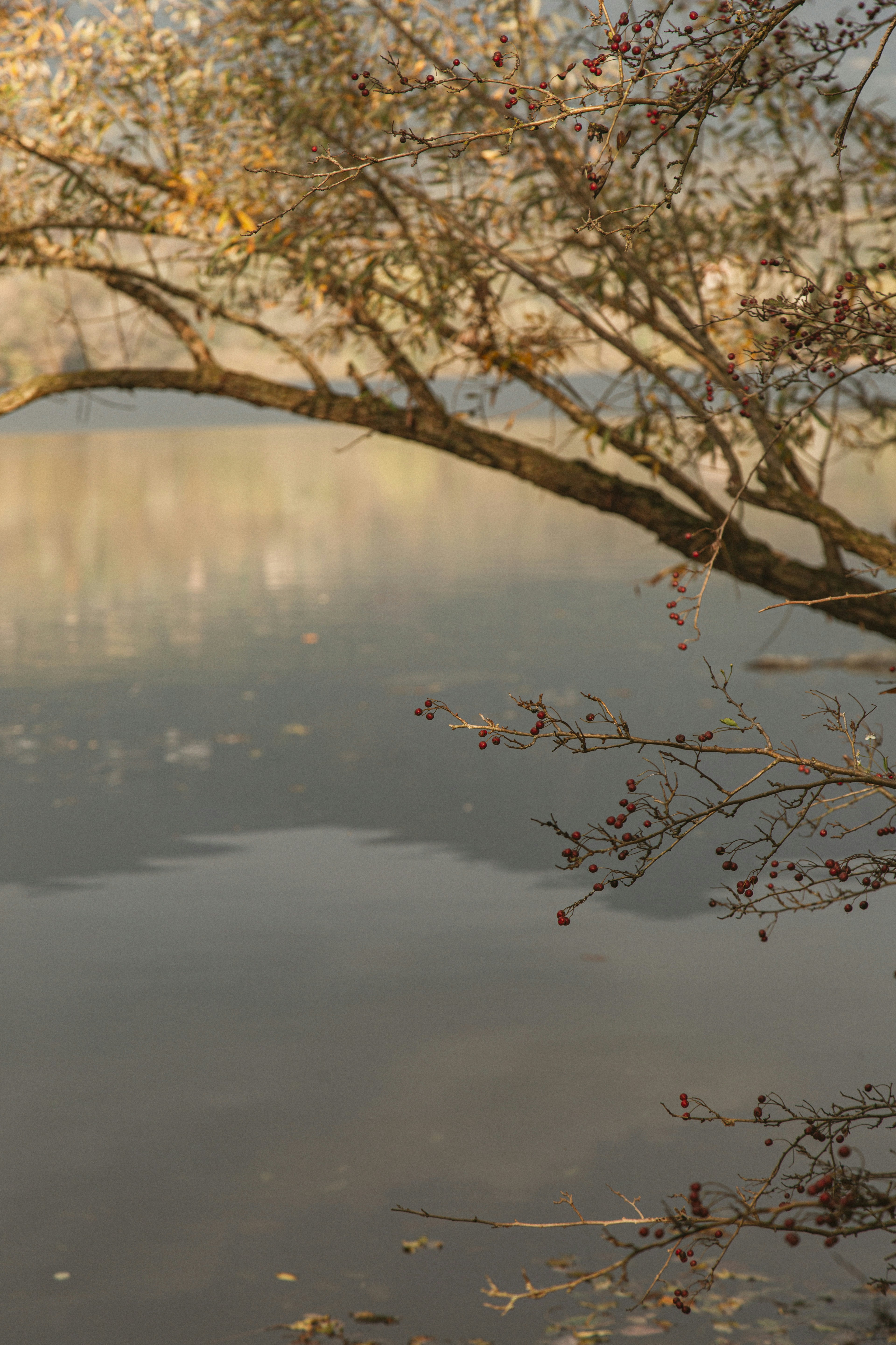 Delicate branches adorned with berries extend over a serene lake, reflecting soft hues of the surrounding landscape.