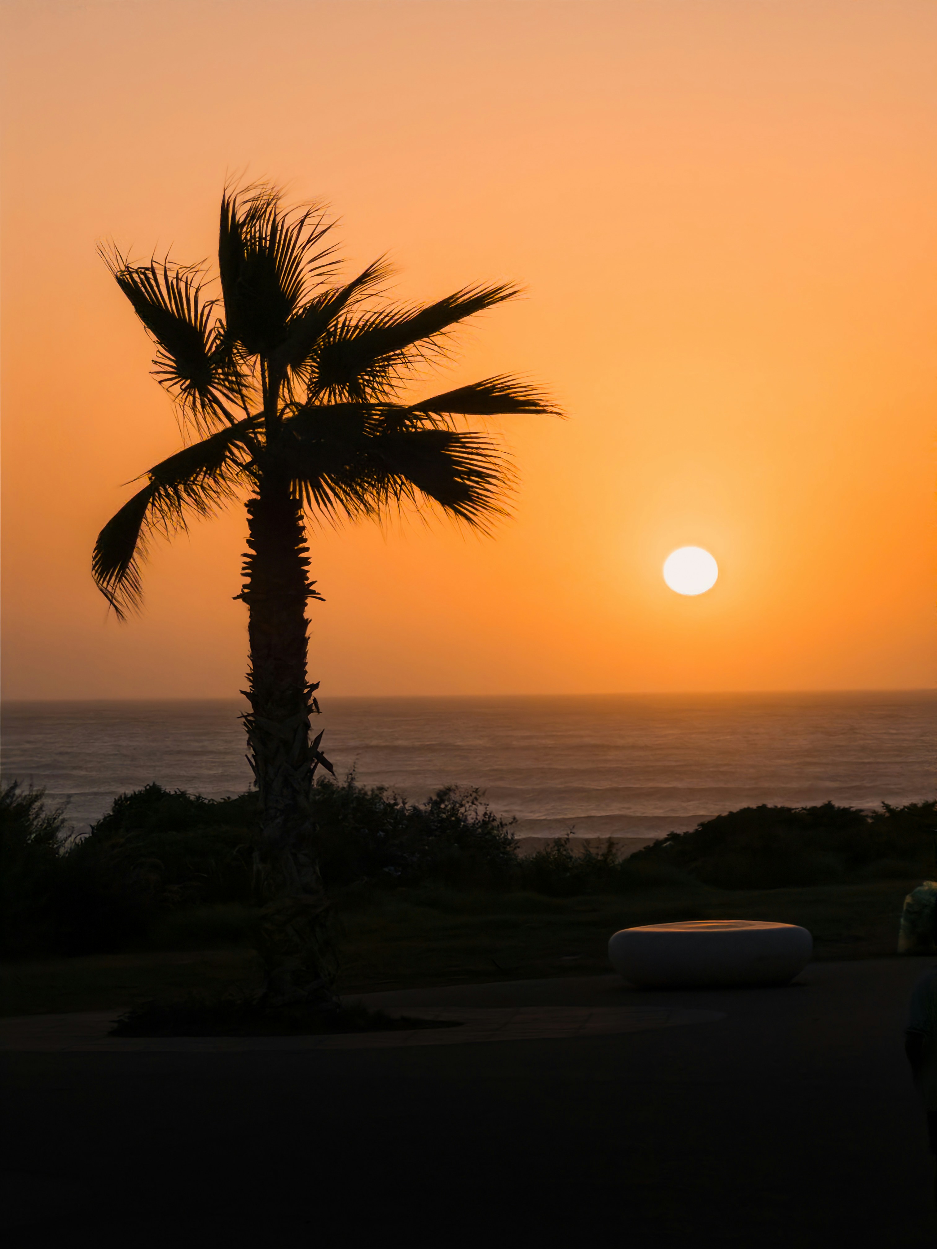 Silhouette of palm tree against sunset over ocean