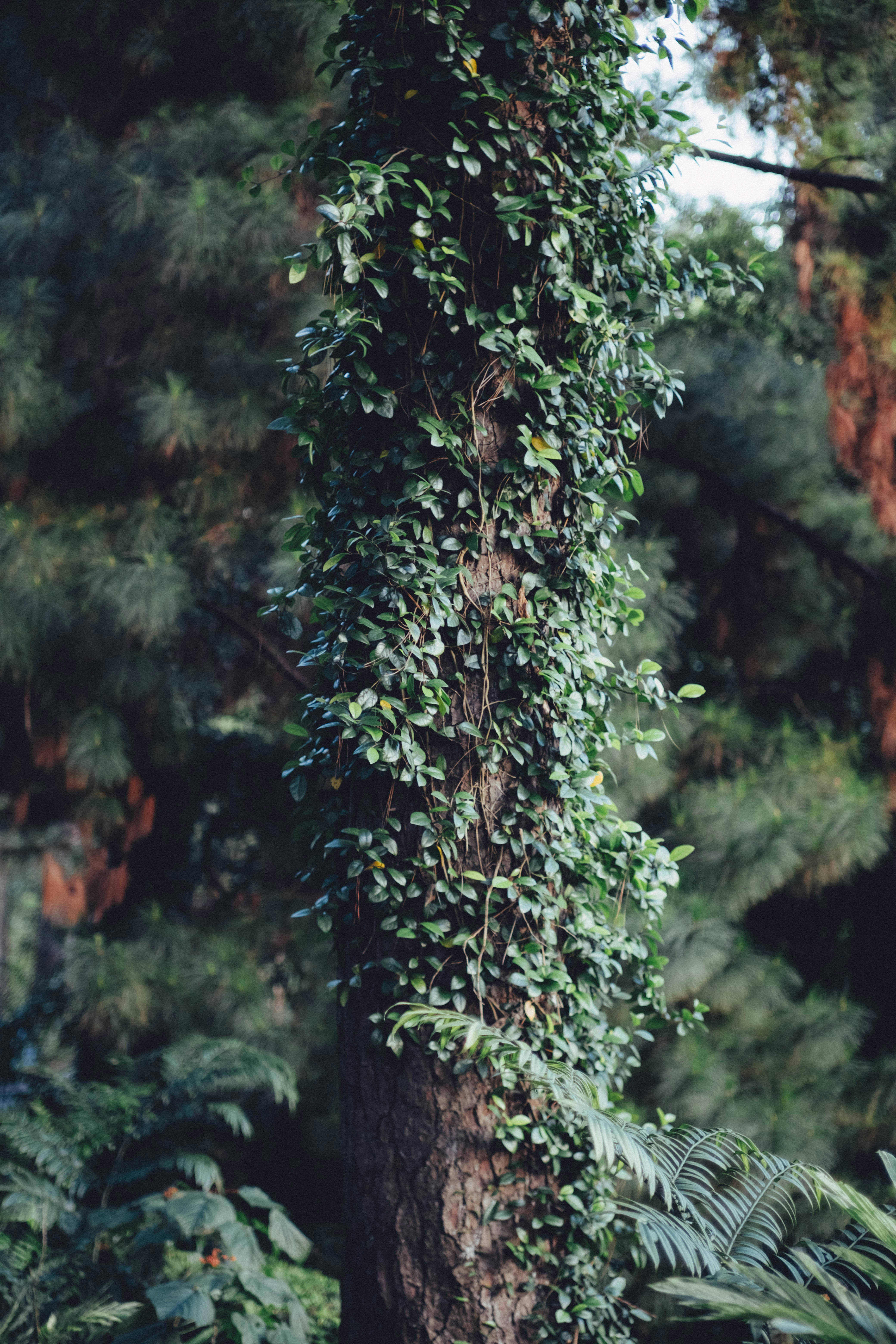 Nature's Embrace: The Dance of Vines and Bark