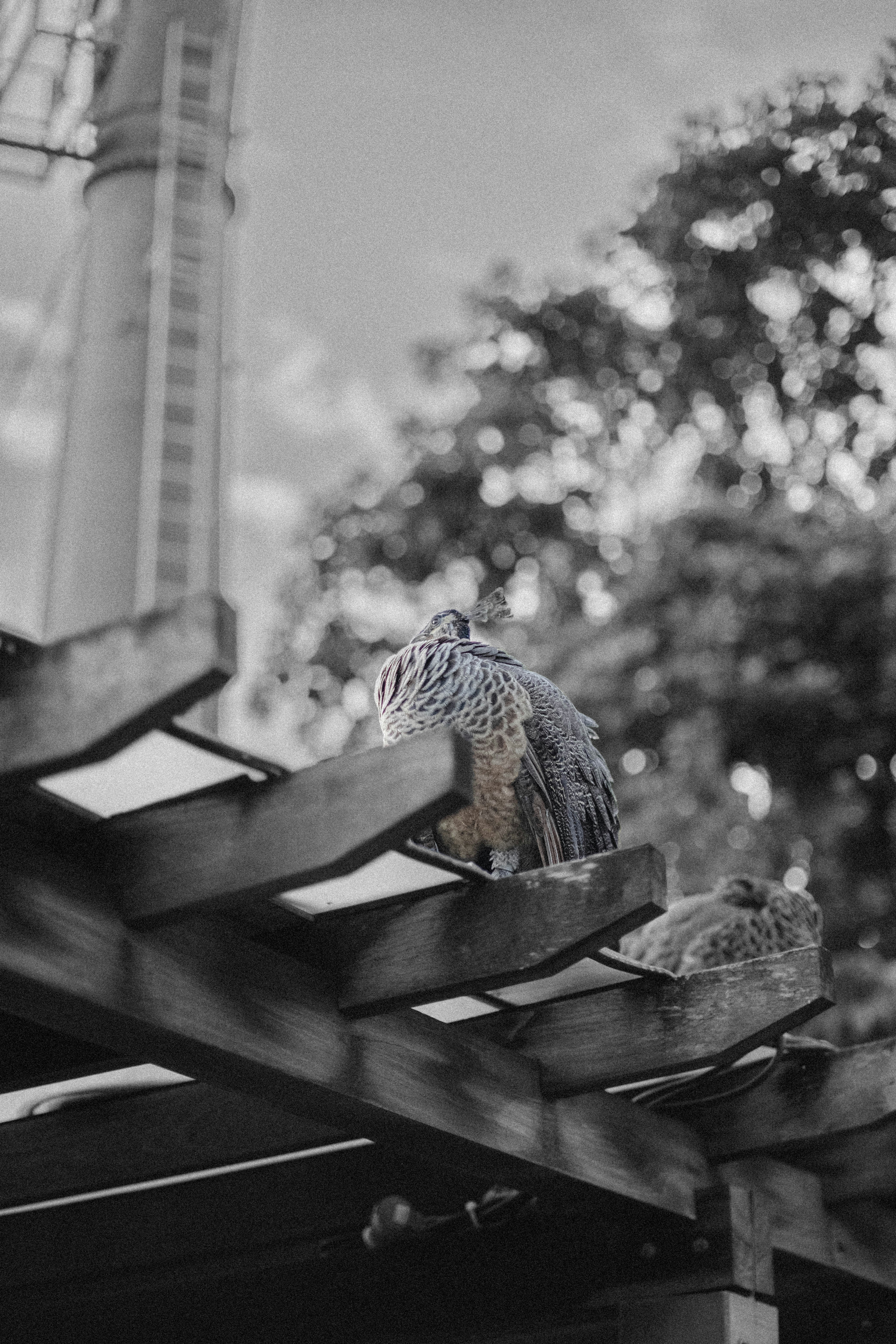 A bird rests on a wooden structure outdoors structure.
