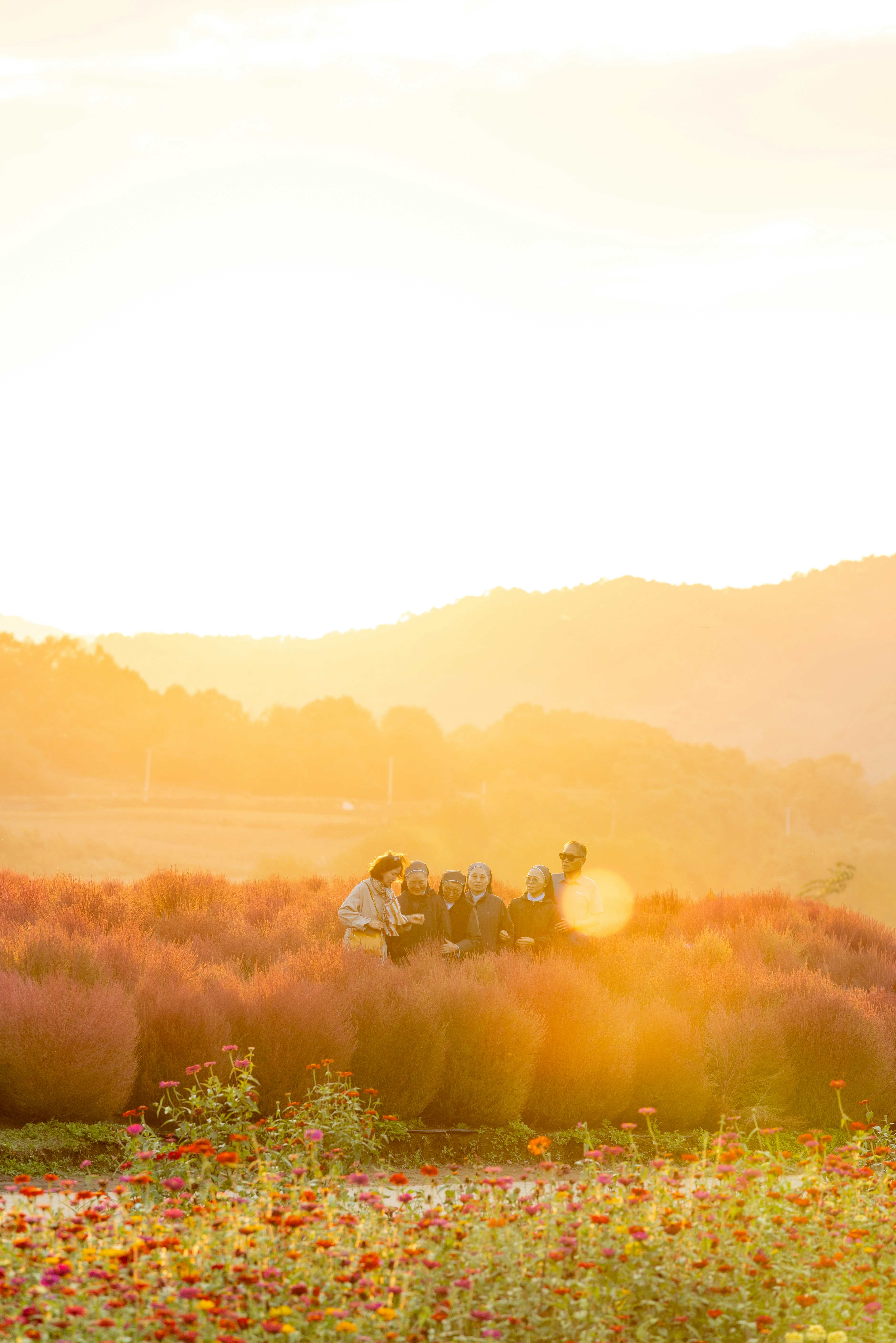 Sunlit field of flowers with a distant group of people in warm haze