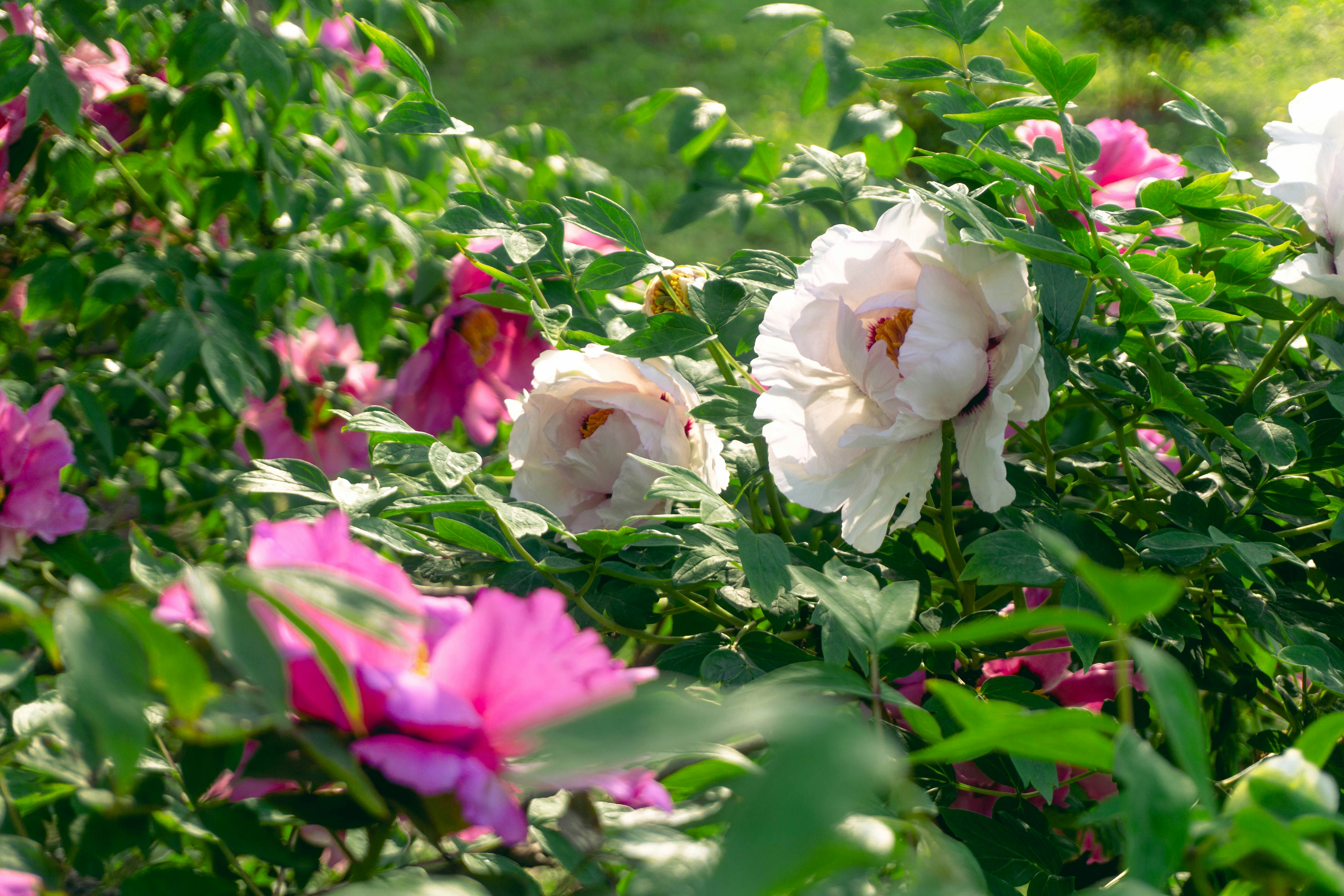 Whispers of Spring: A Floral Embrace