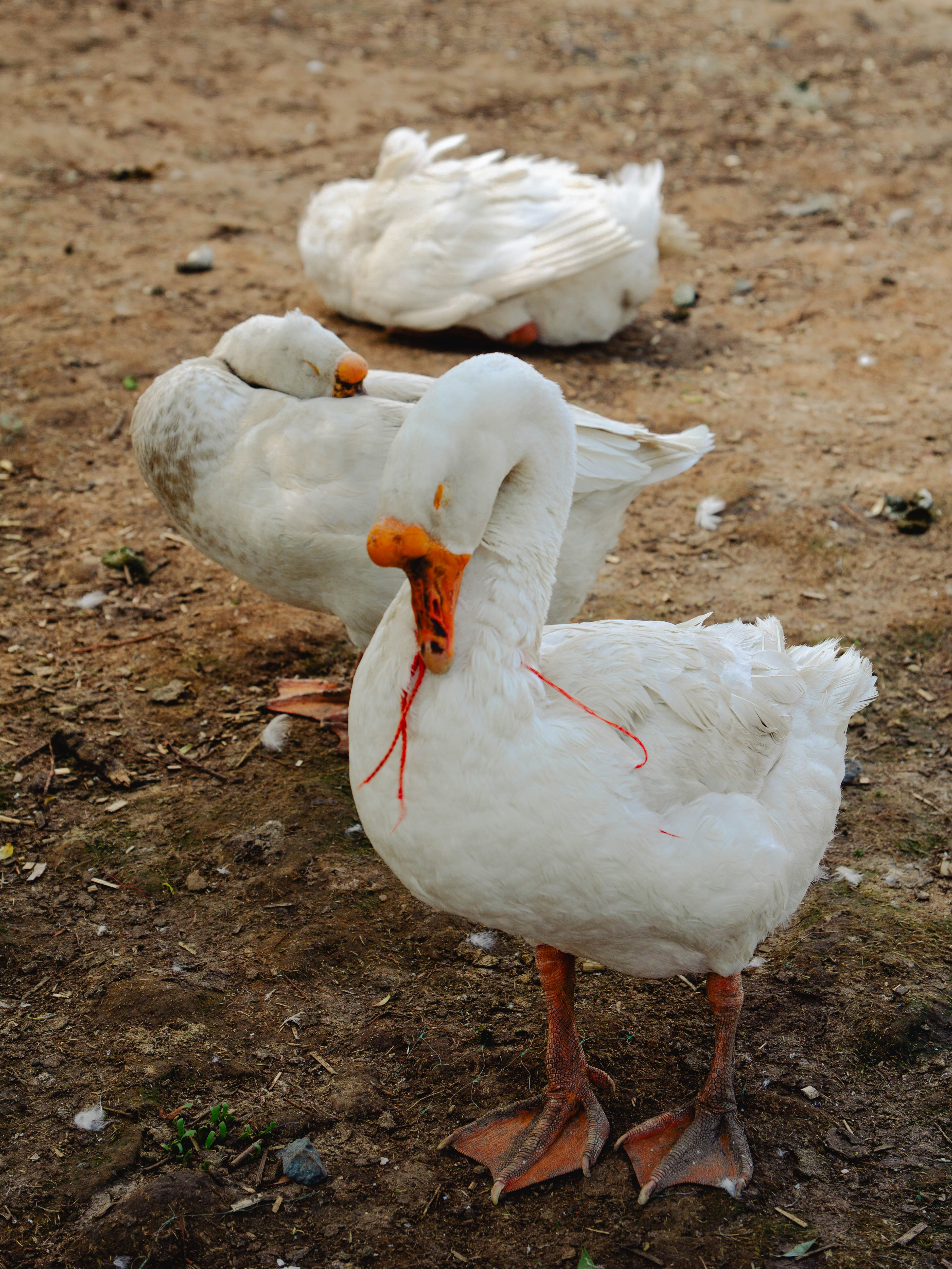 Sleeping white goose | Three white geese resting on the ground