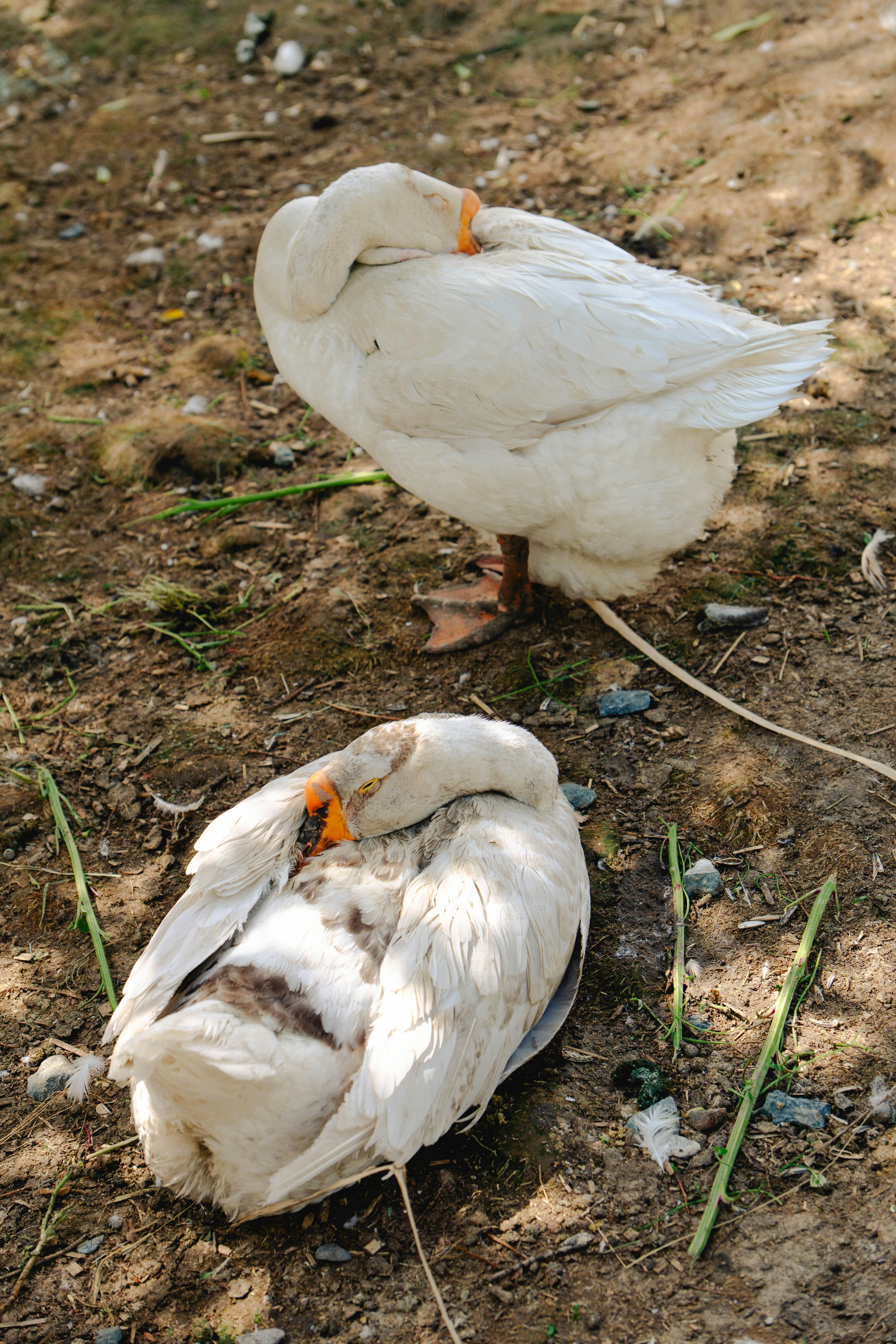 Restful Moments: A Study in Serenity