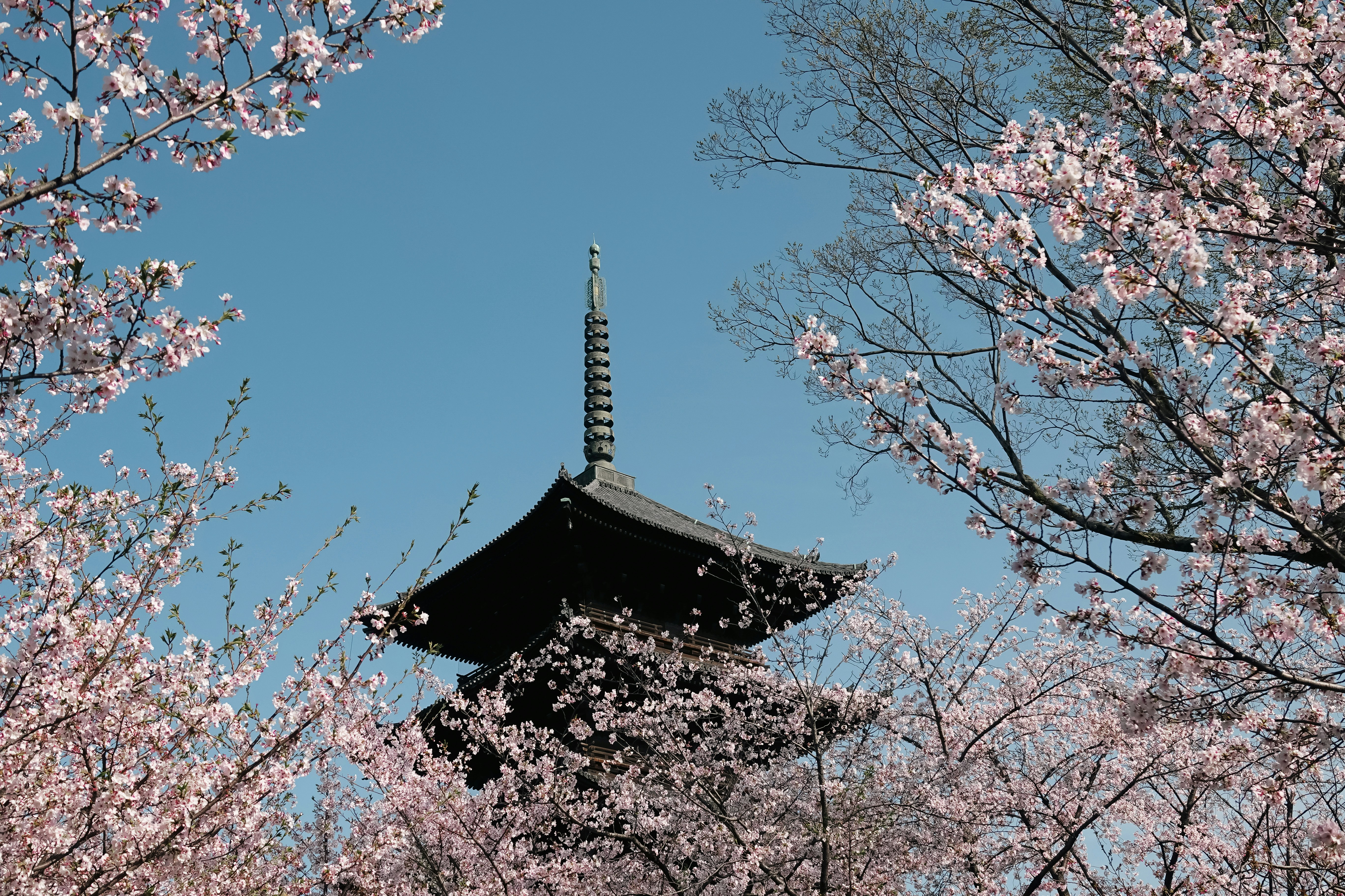 Petaled Frame: The Pagoda Amid Spring Sakura Against a Crisp Blue Sky