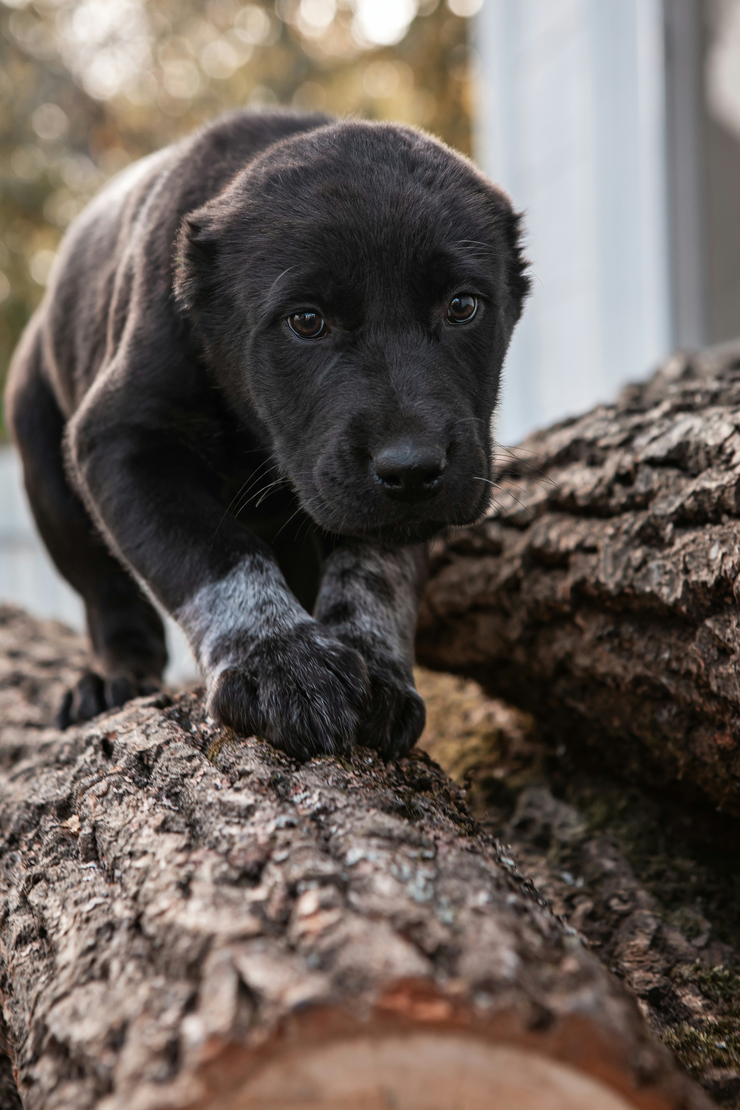 Black puppy navigating over a stack of logs, showcasing its playful curiosity and determination.