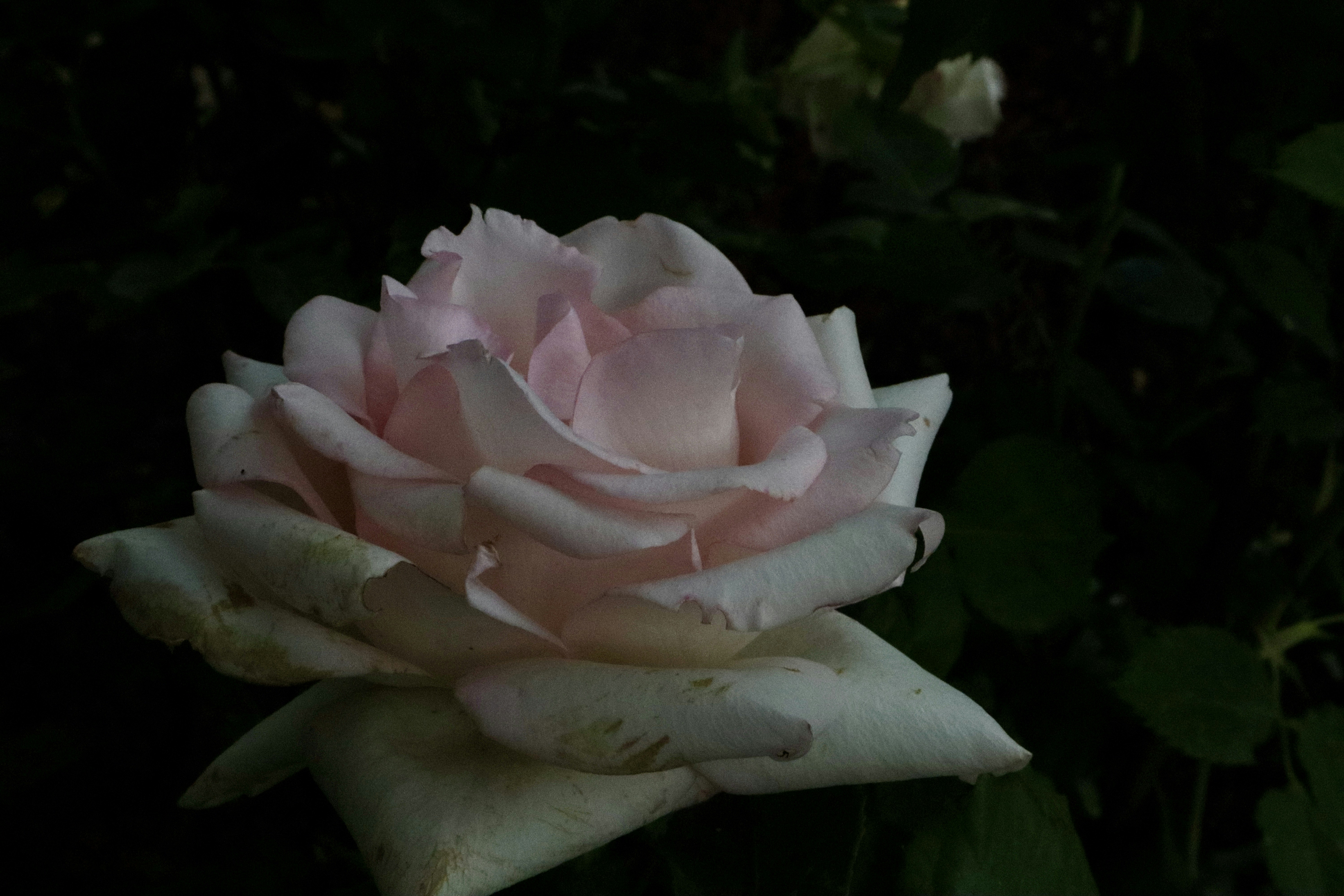 A delicate pink rose with dark green foliage.